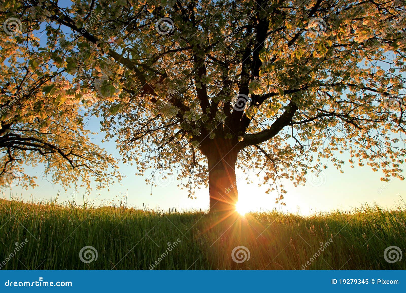 Trees in Bloom in Springtime Stock Image - Image of grass, breathtaking ...