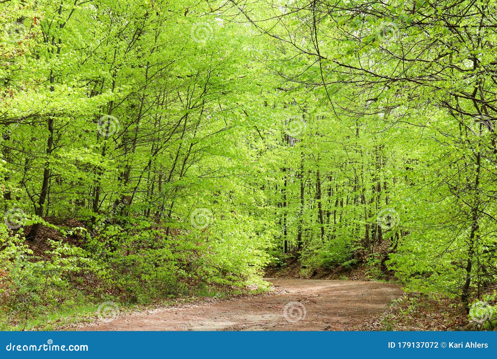 Trees Blooming on a Path in Spring Stock Photo - Image of foliage ...