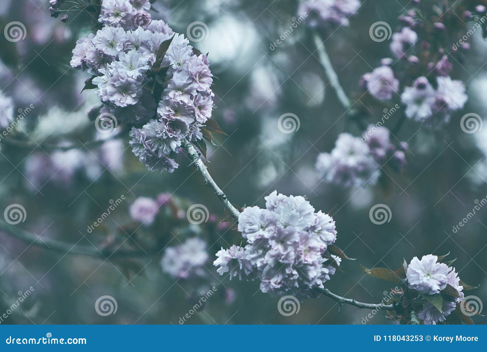 Trees Blossoming Everywhere Stock Image - Image of almond, nature ...