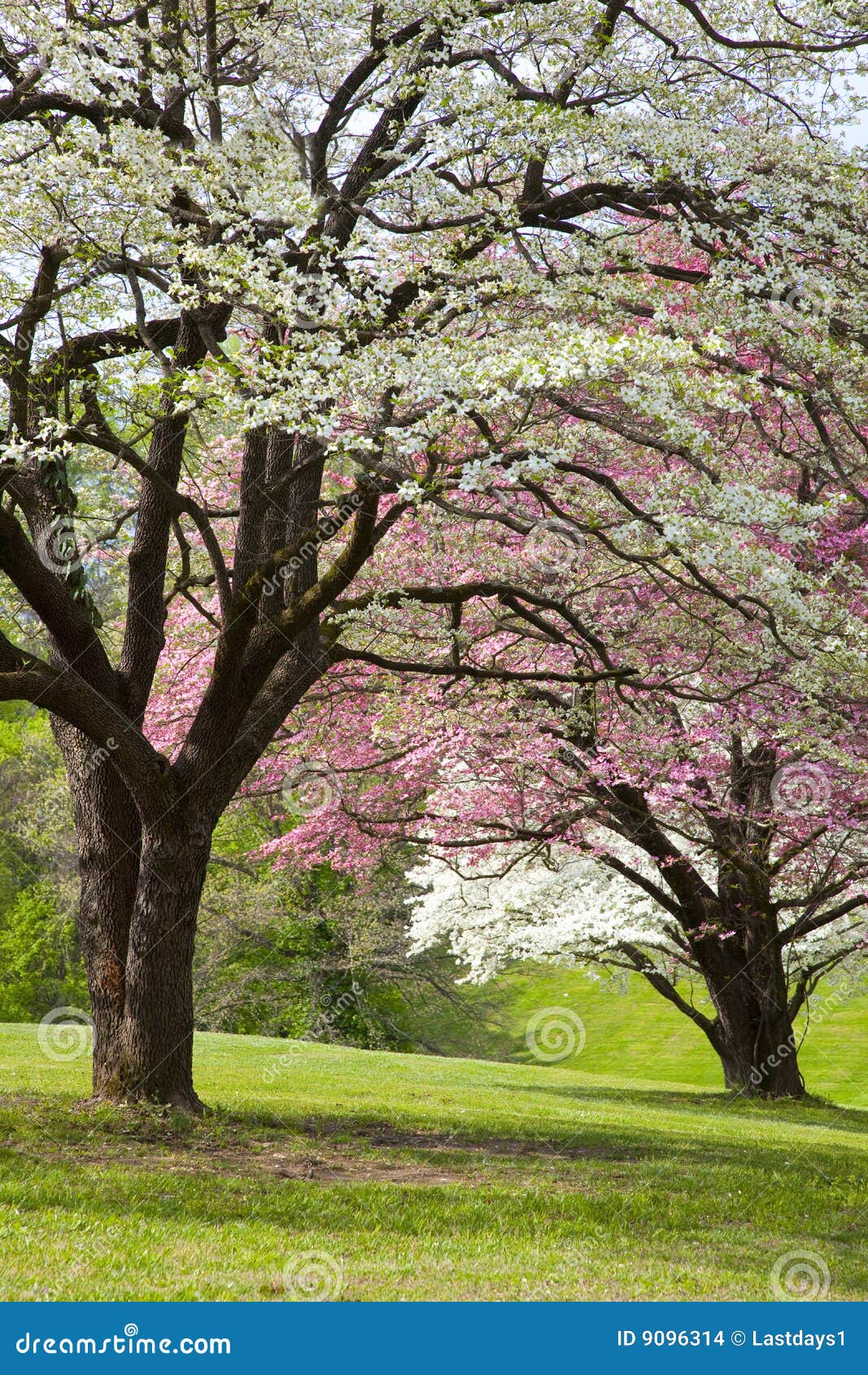 Trees blossoming in Spring stock photo. Image of beauty - 9096314