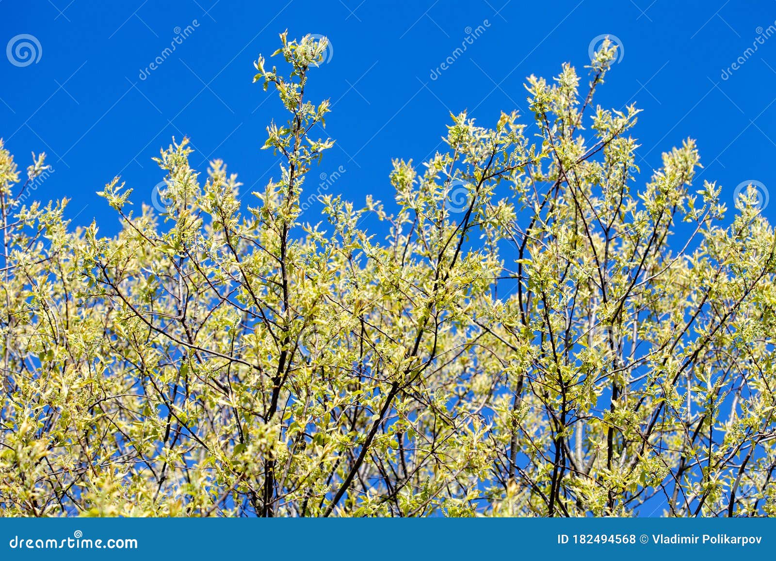 Trees with Blossoming Spring Leaves Stock Photo - Image of fragrant ...