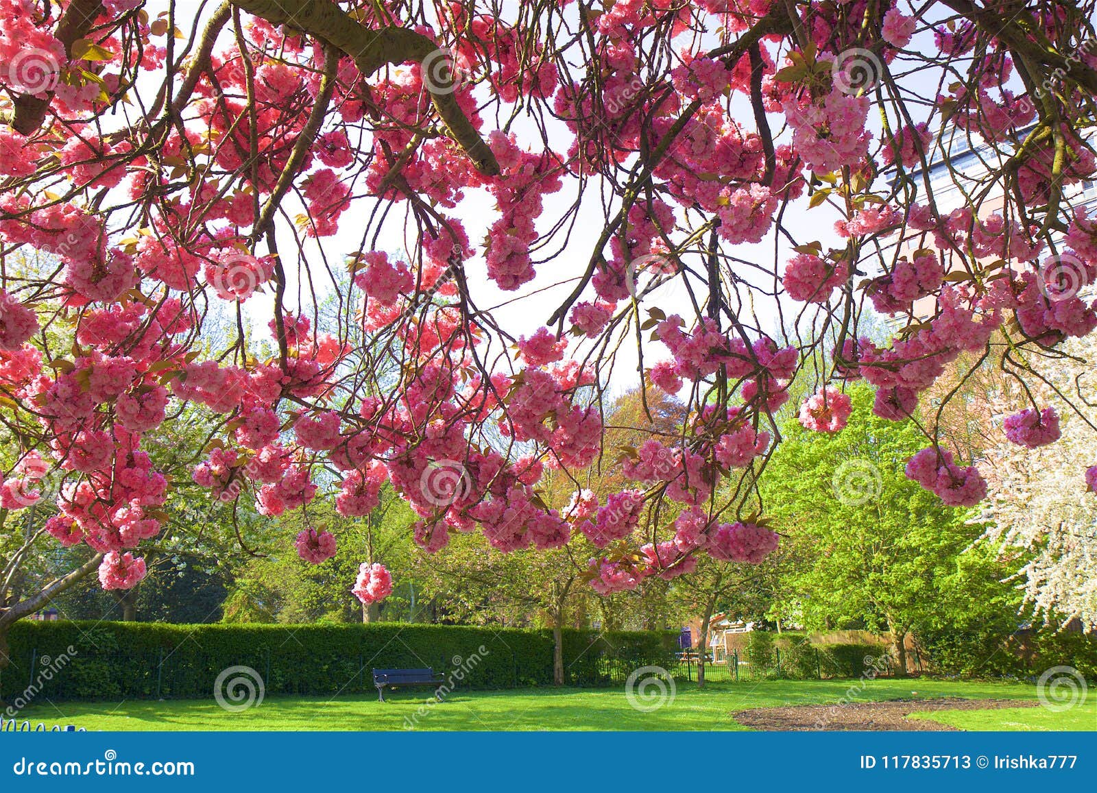 Spring bloom in England stock image. Image of beautiful - 117835713