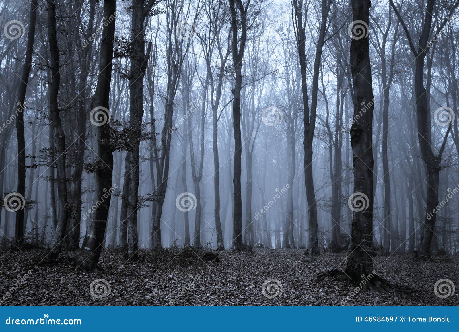 Trees in Blue Mist. Spooky Forest Stock Image - Image of morning ...