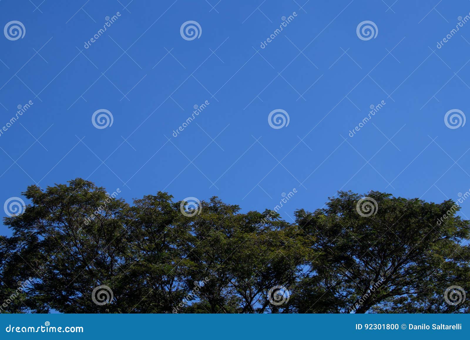 Trees blue sky stock photo. Image of forest, scene, garden - 92301800