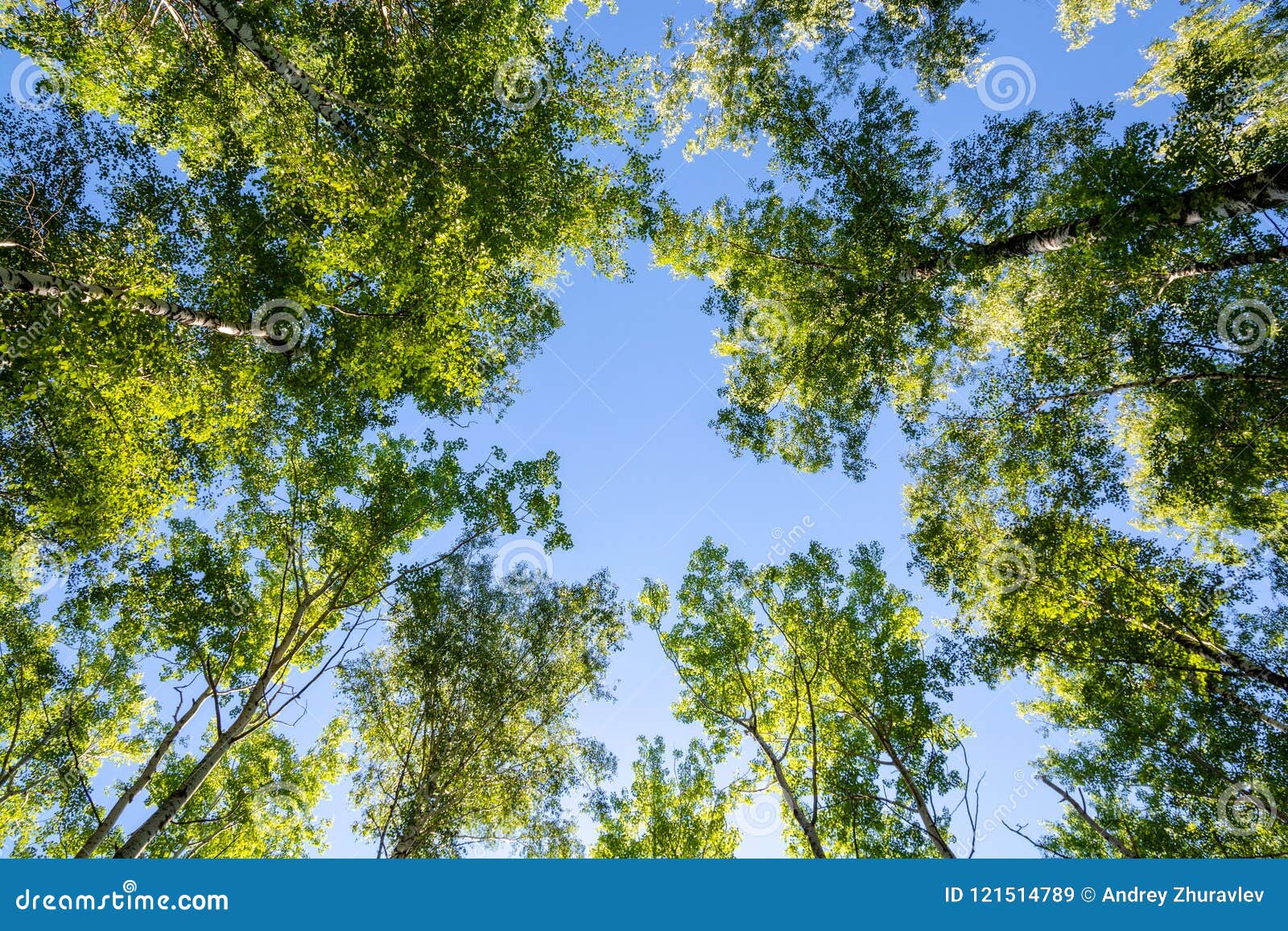 Trees and Blue Sky in the Forest. Bottom View Stock Image - Image of ...