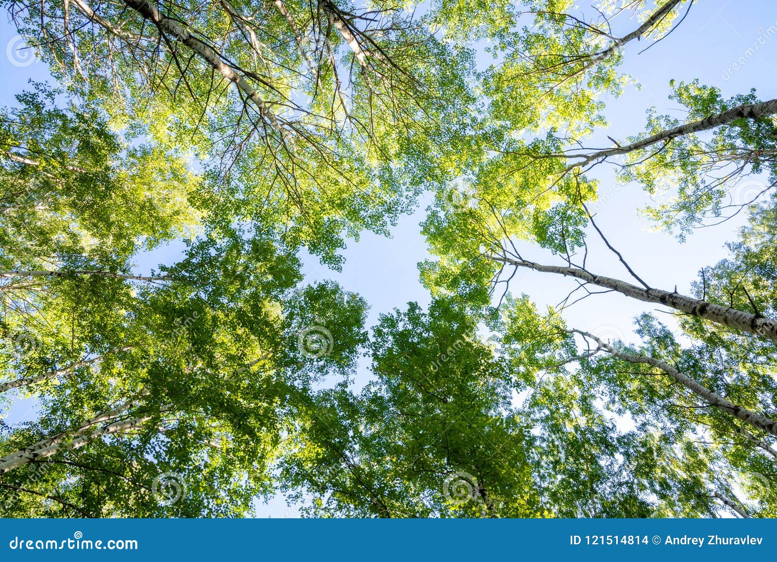 Trees and Blue Sky in the Forest. Bottom View Stock Photo - Image of ...