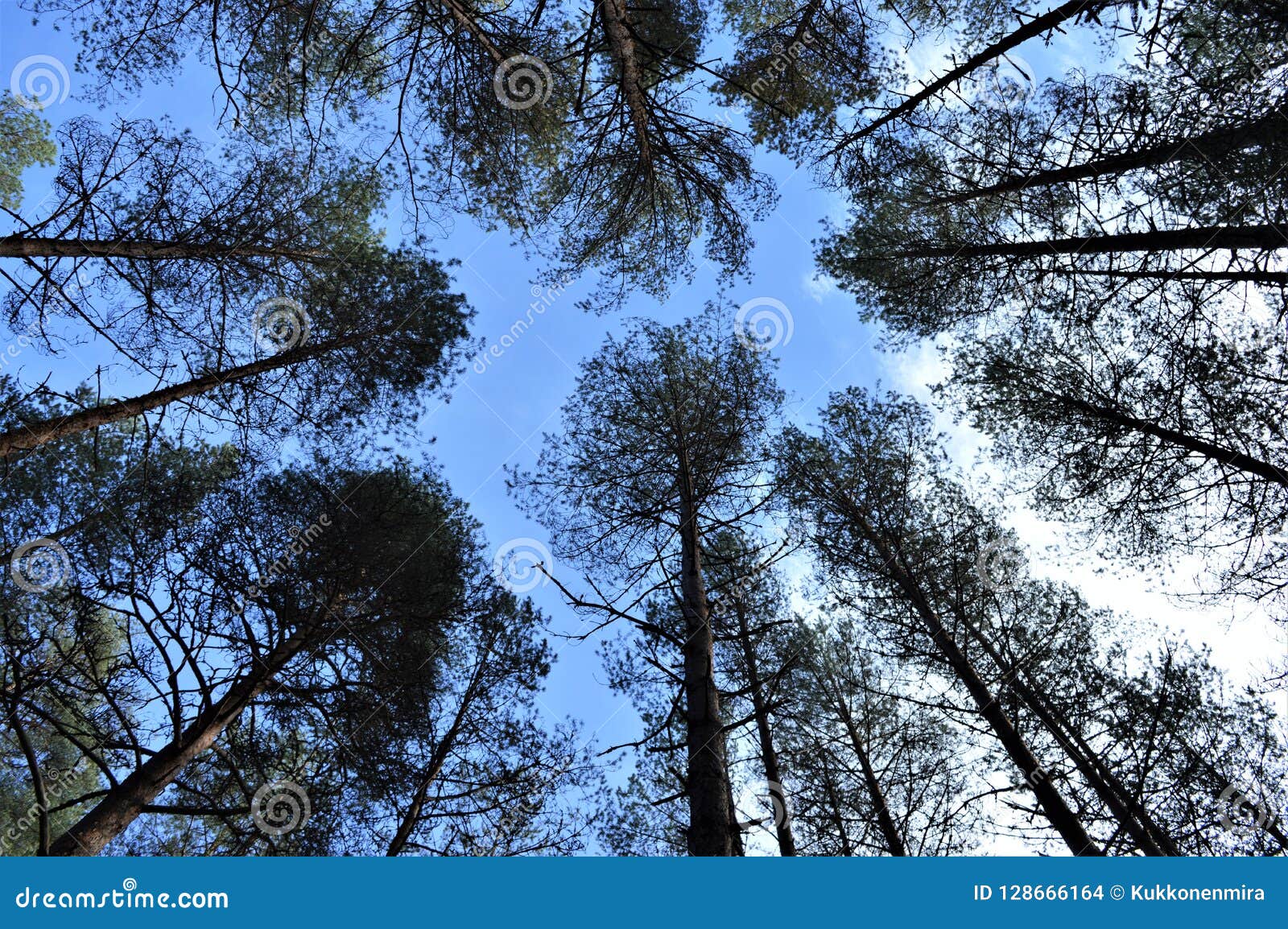 Trees in the blue sky stock photo. Image of nature, park - 128666164