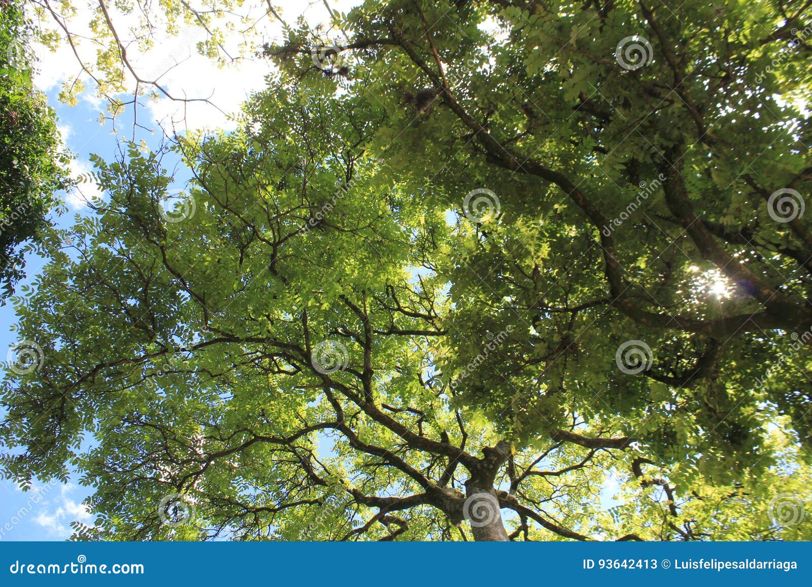 Trees with blue sky stock image. Image of blue, looking - 93642413