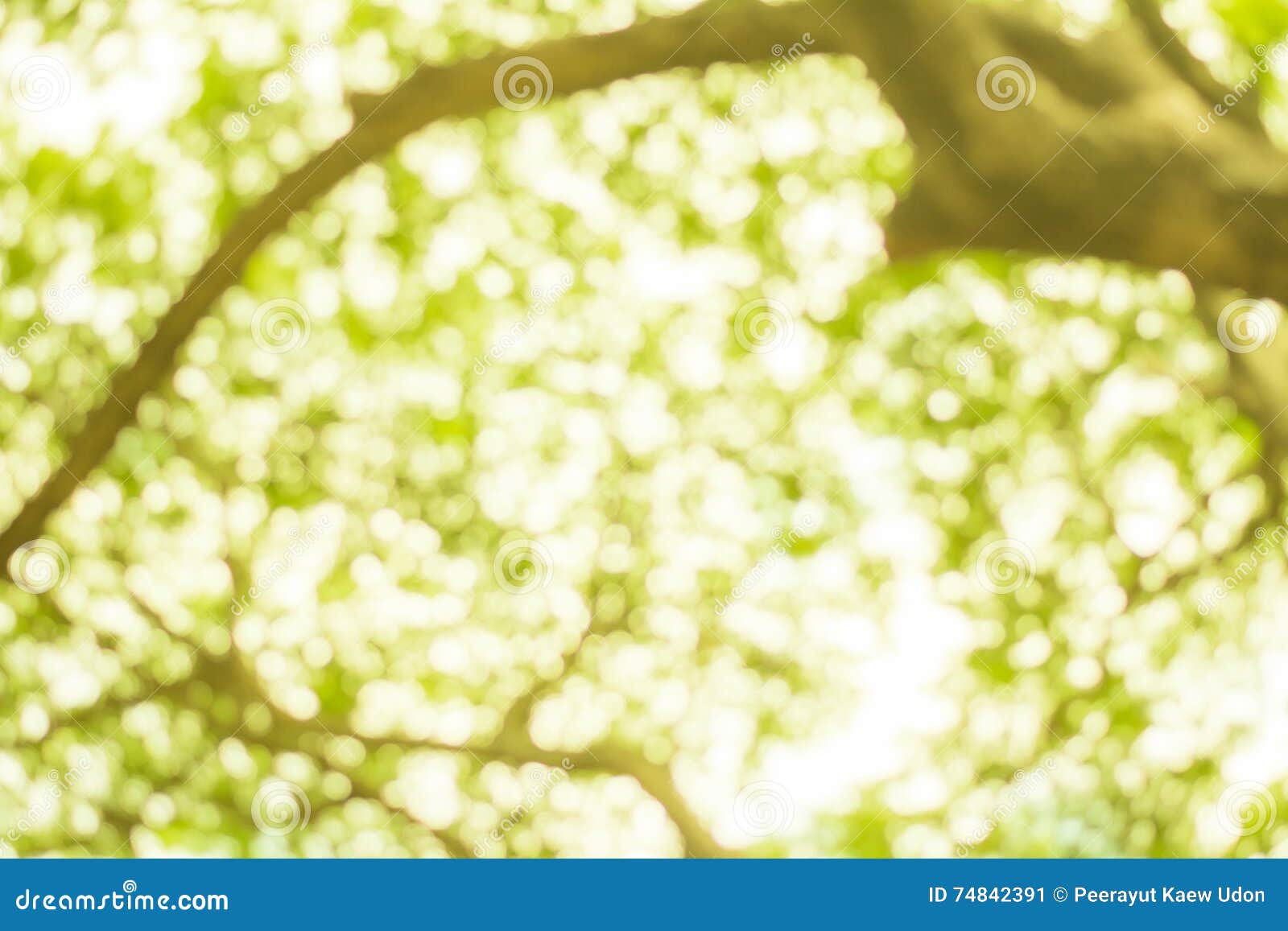 Trees blur stock image. Image of pattern, blurred, plant - 74842391