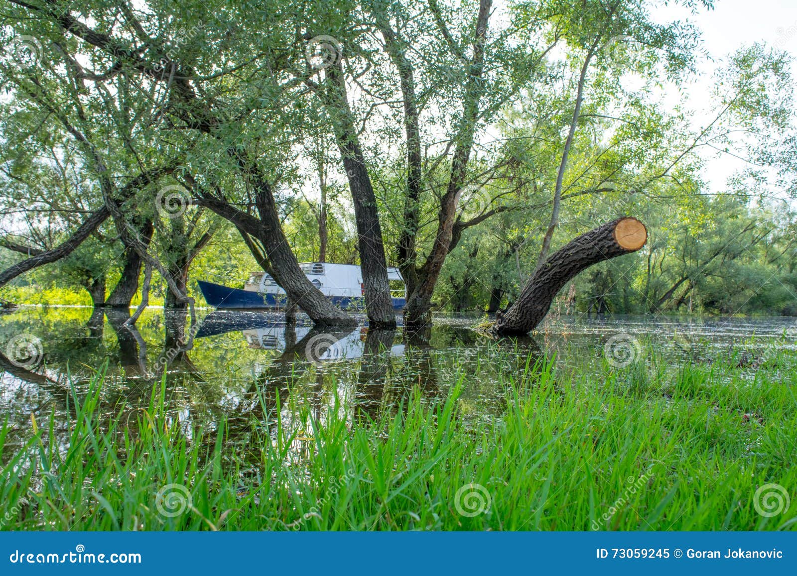 Trees & Boat stock image. Image of reflection, river - 73059245