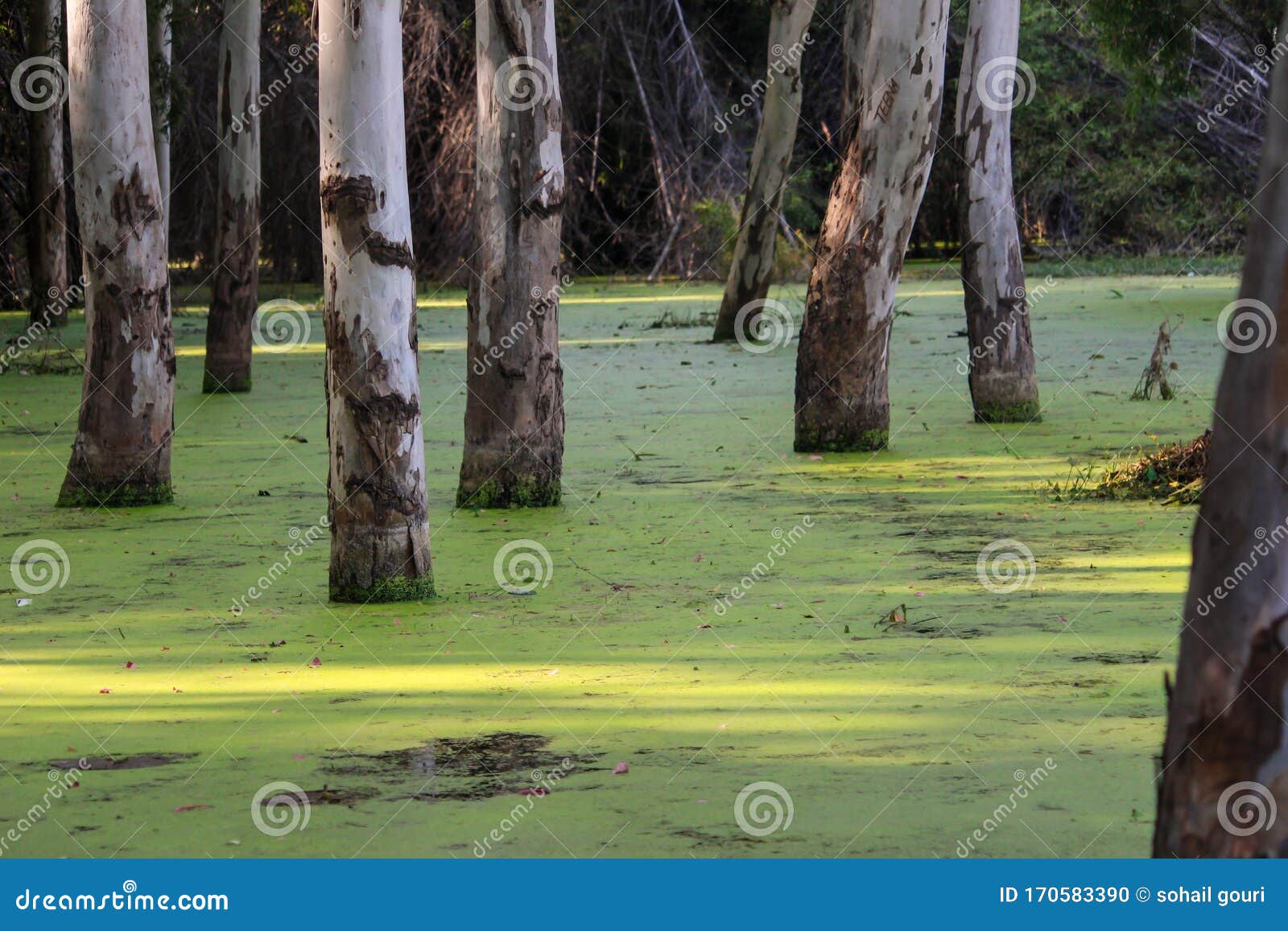 Trees on the bog stock photo. Image of nature, trees - 170583390