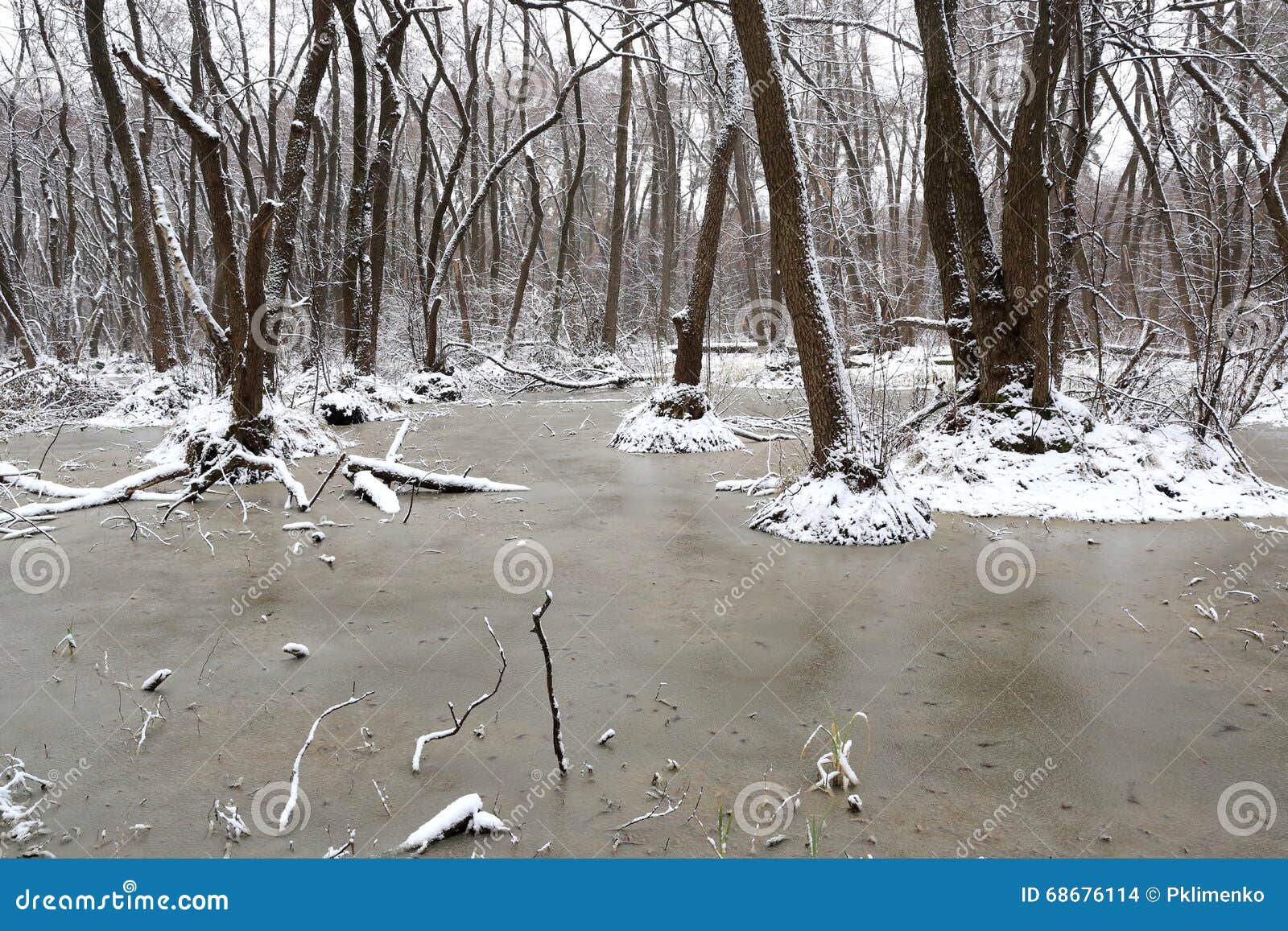Trees on Bog in Forest at Early Spring Time Stock Photo - Image of ...