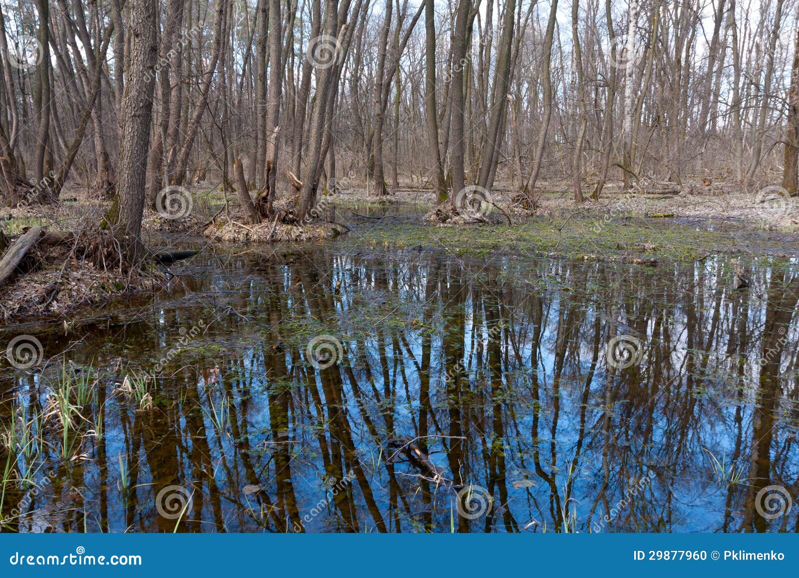 Trees on bog stock photo. Image of panorama, landscape - 29877960