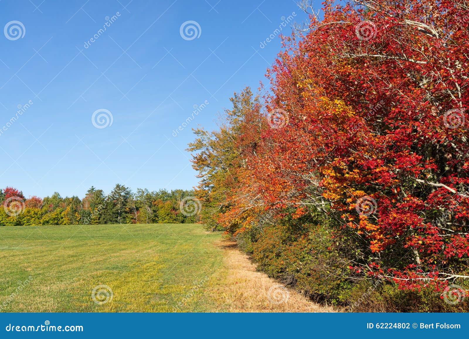 Trees bordering field stock photo. Image of windbreak - 62224802