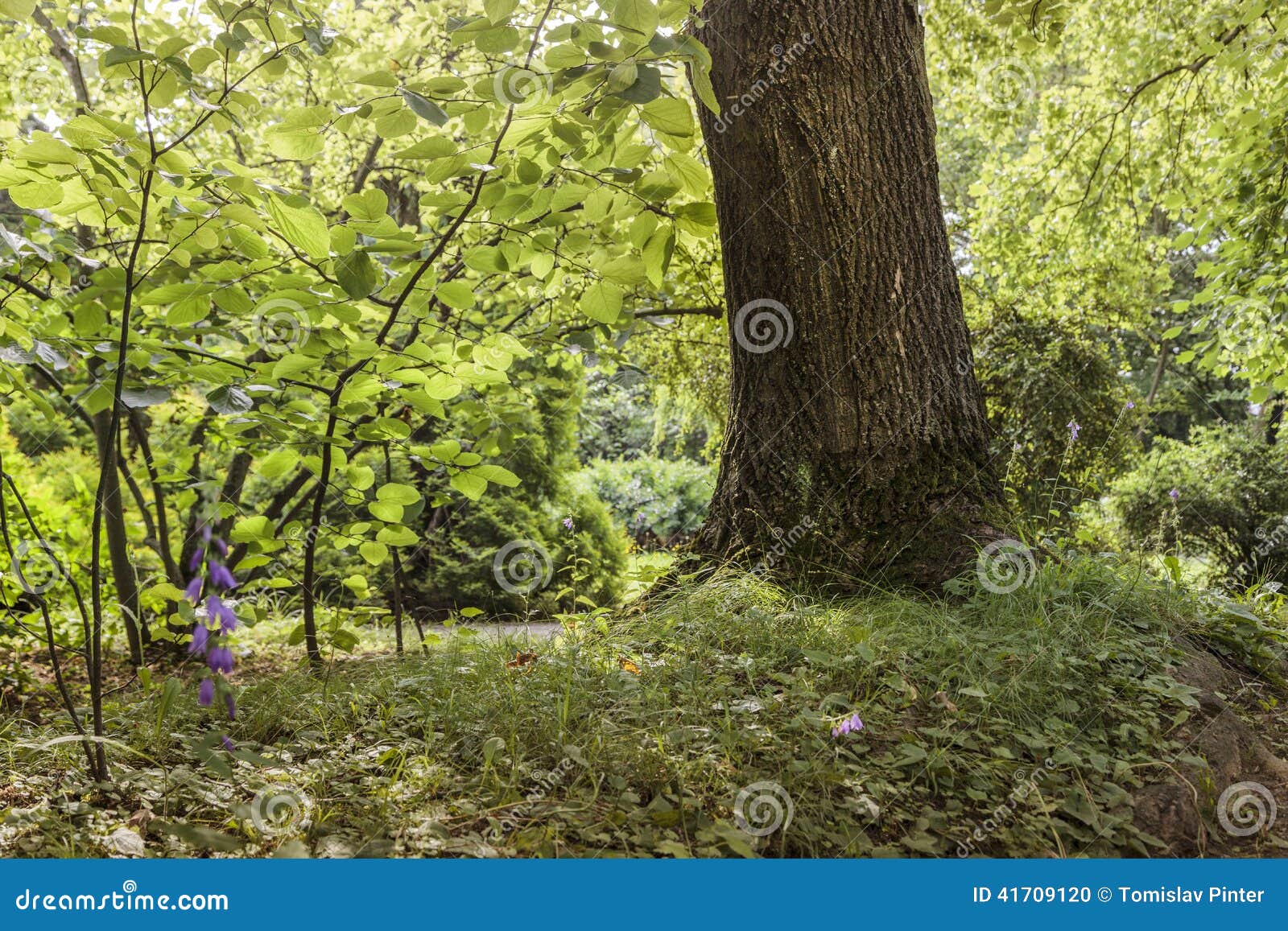 Trees in the Botanic Garden Stock Photo - Image of colors, empty: 41709120