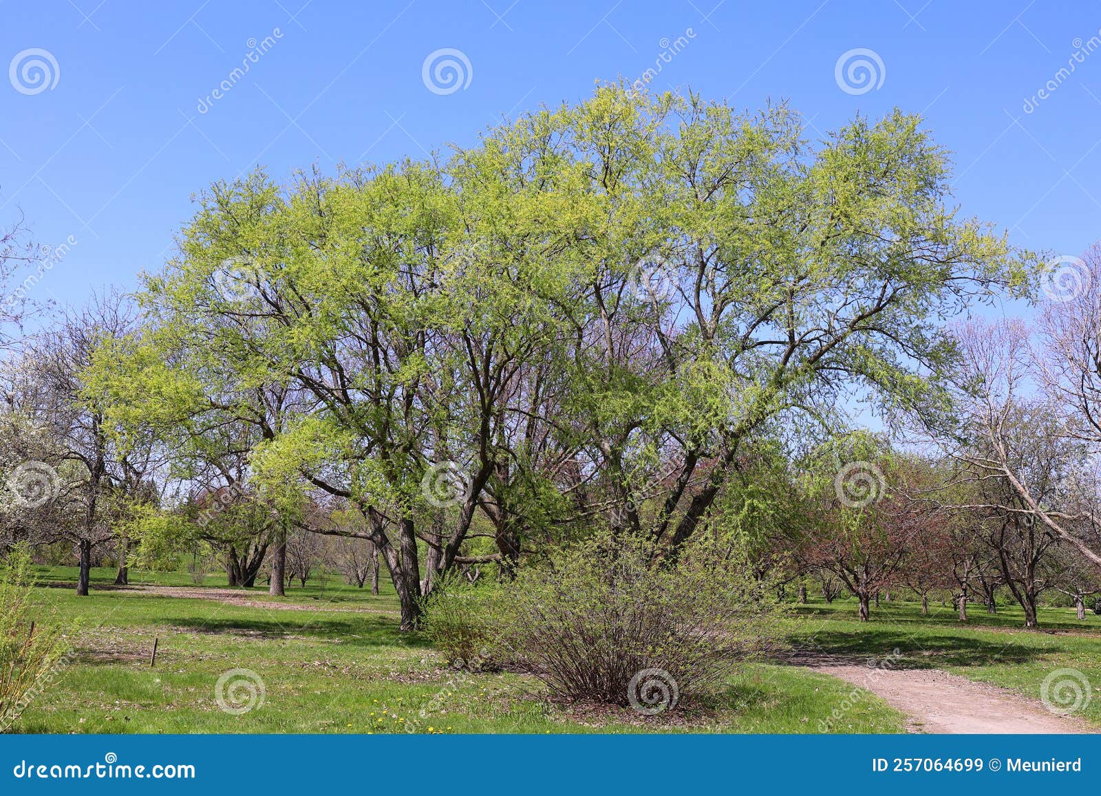 Trees from the Bottom in Spring Season Stock Image - Image of ...