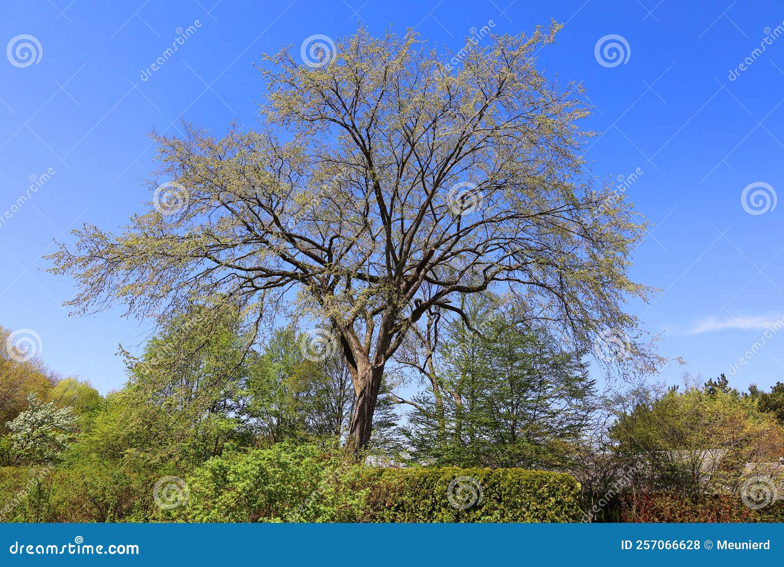 Trees from the Bottom in Spring Season Stock Photo - Image of black ...