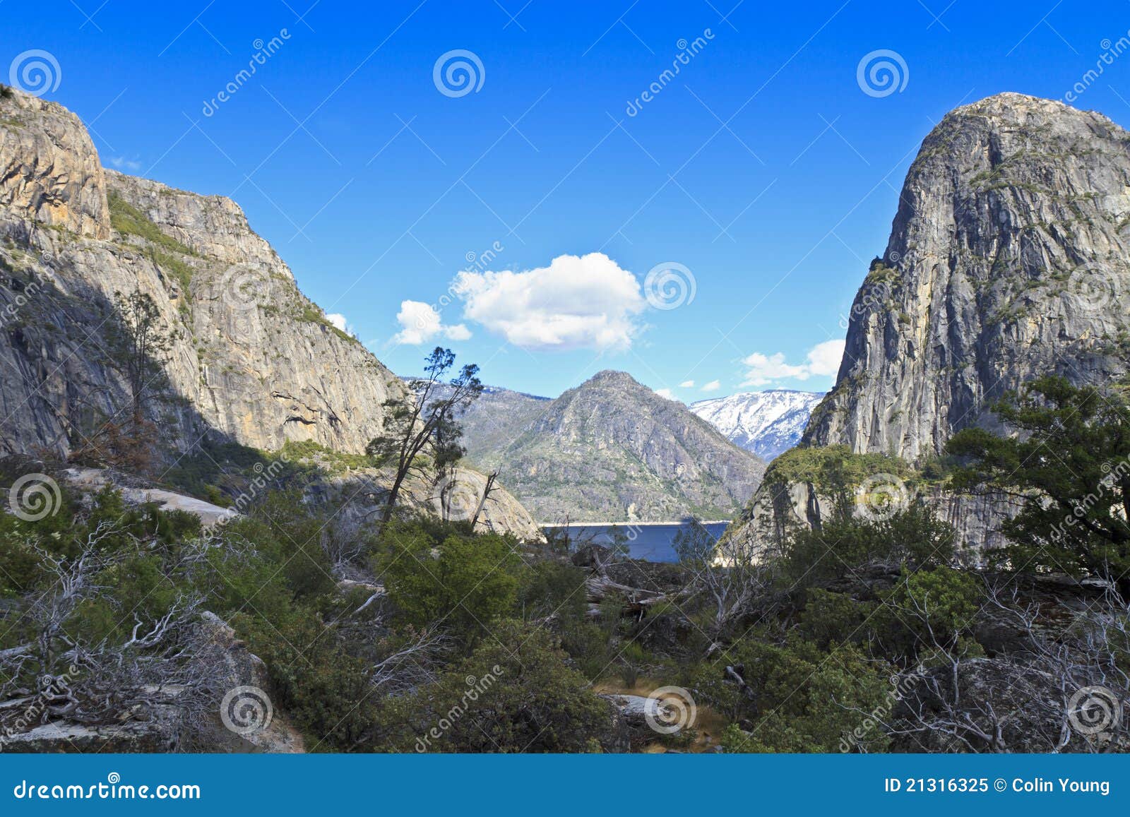 Trees and Brambles at Hetchy Hetchy Stock Image - Image of branches ...