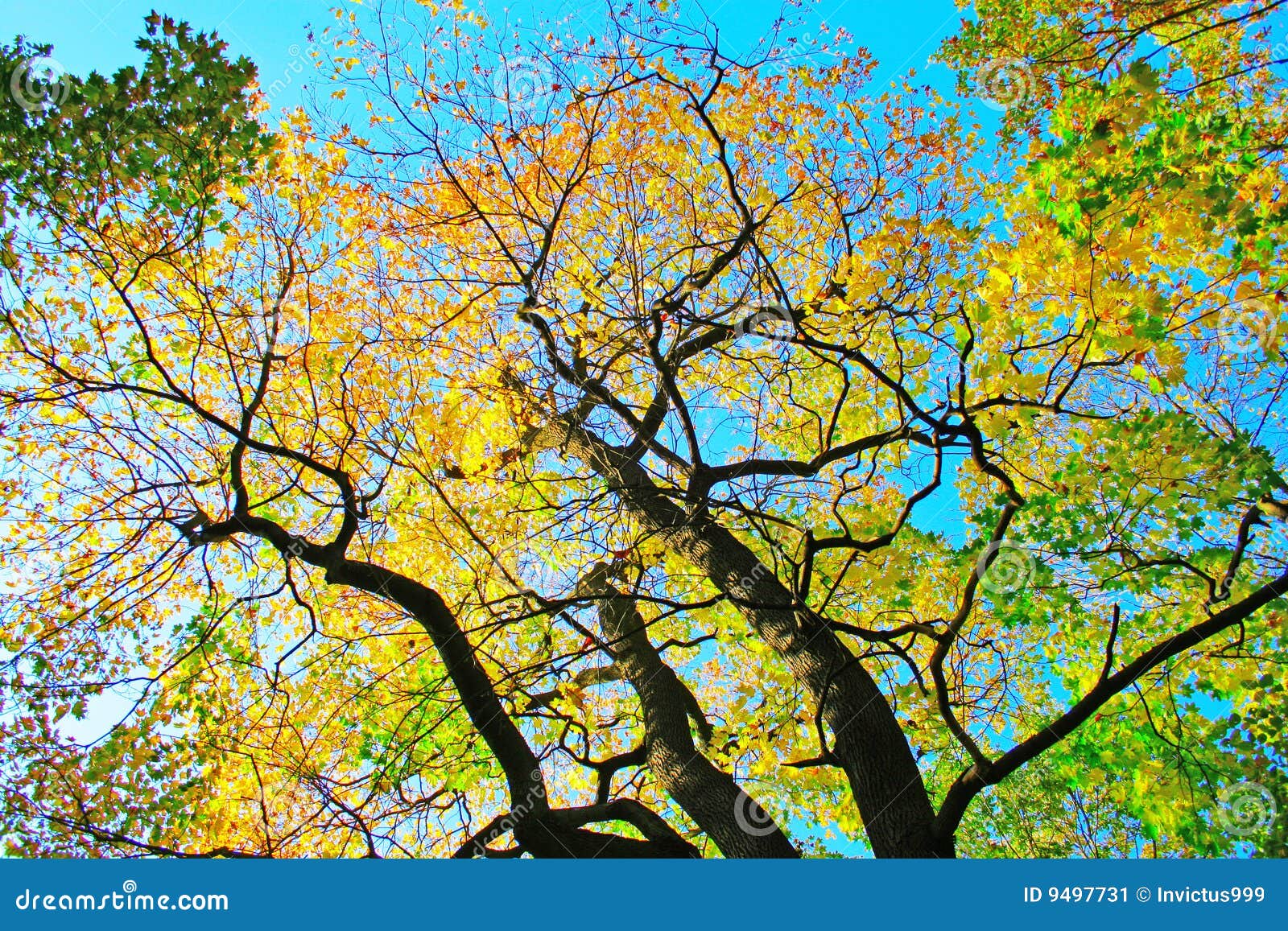 Trees and branches stock image. Image of glow, foliage - 9497731
