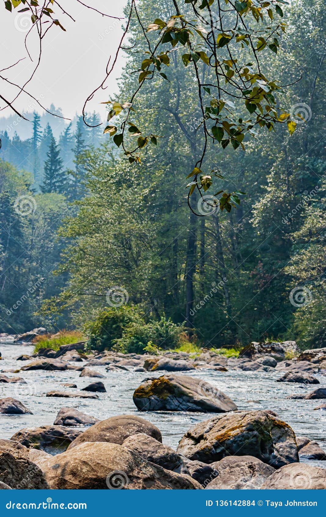 Trees and Branches Bordering the Green River in Washington State Stock ...