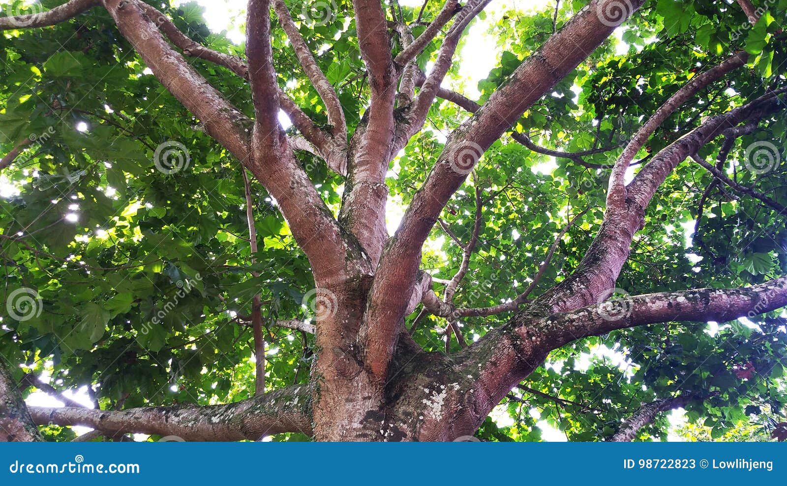 Trees and branches stock image. Image of asia, sunny - 98722823