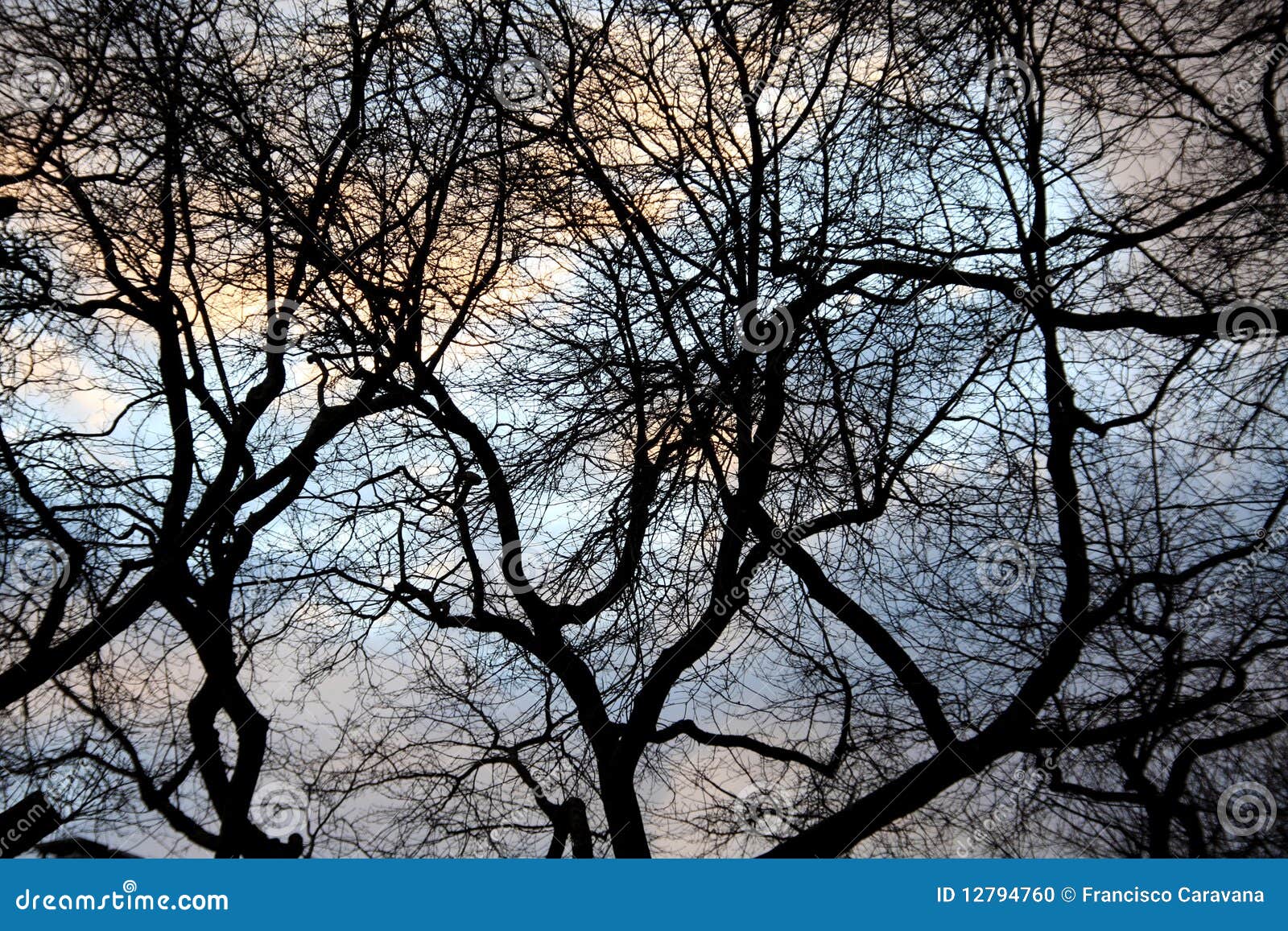 Trees Branches and Colorful Sky Stock Photo - Image of blue, silhouette ...