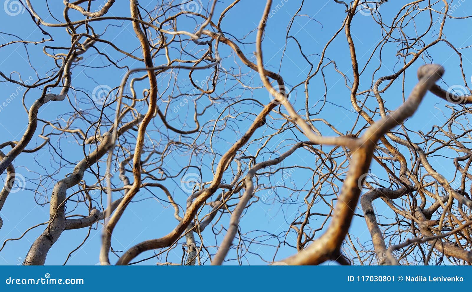 Trees branches stock image. Image of branches, upside - 117030801