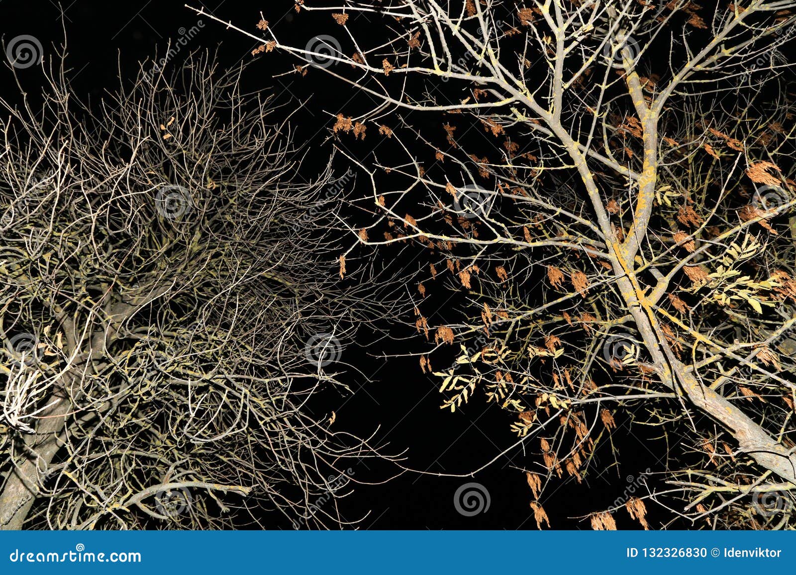Trees Branches Nature Texture on Black Background Stock Photo - Image ...