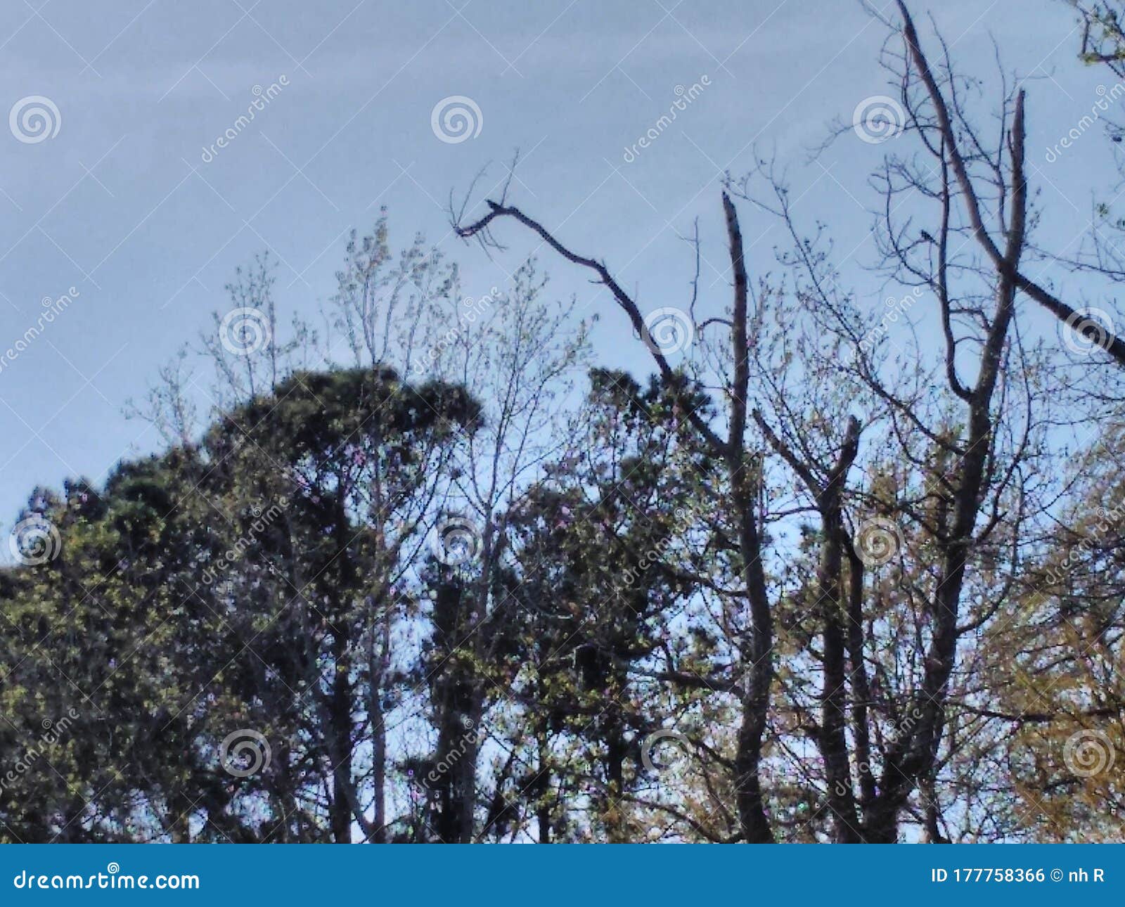 Trees,Branches and Nature stock photo. Image of structure - 177758366