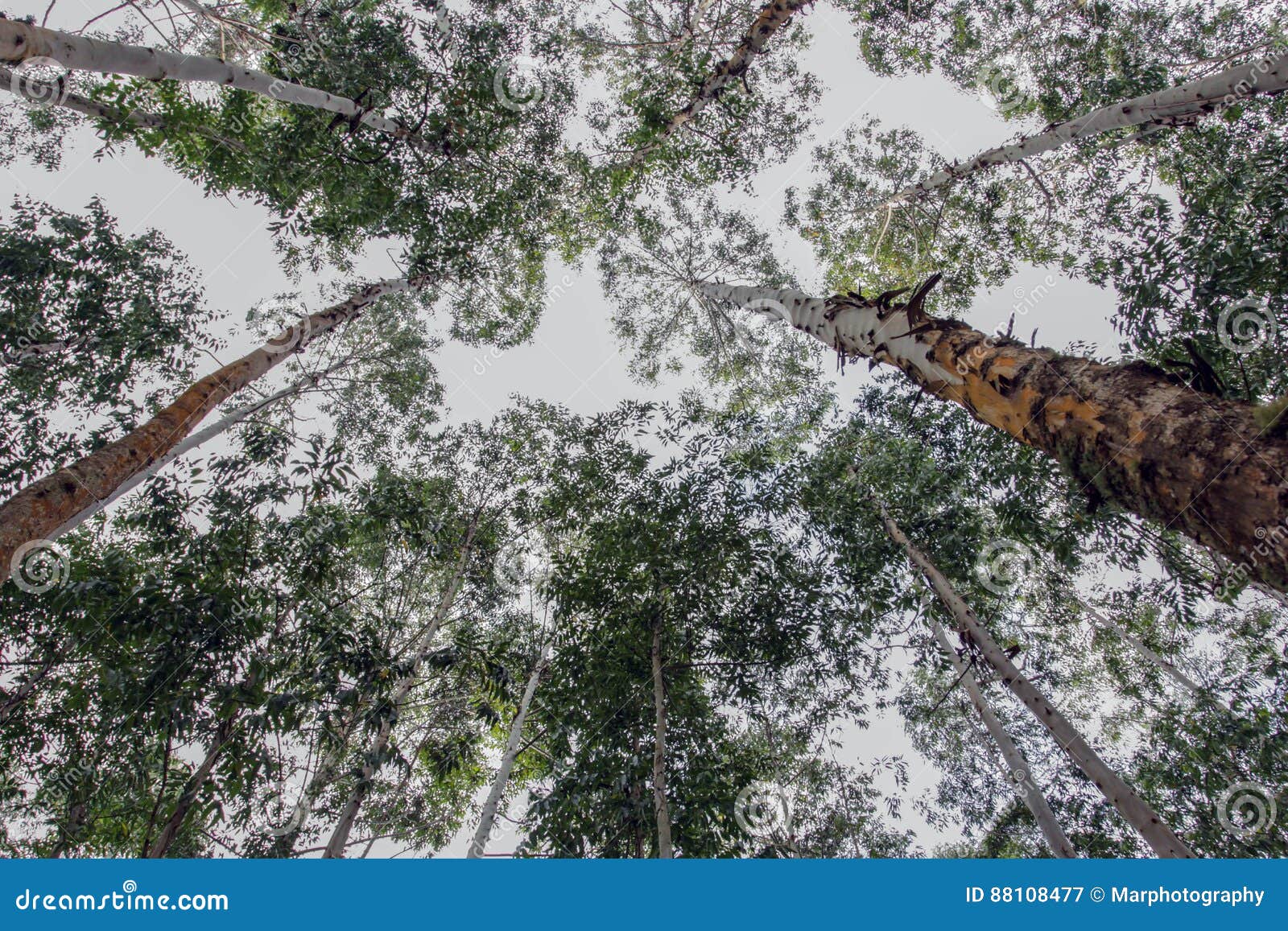 Trees in Brazilian forest stock image. Image of brazil - 88108477