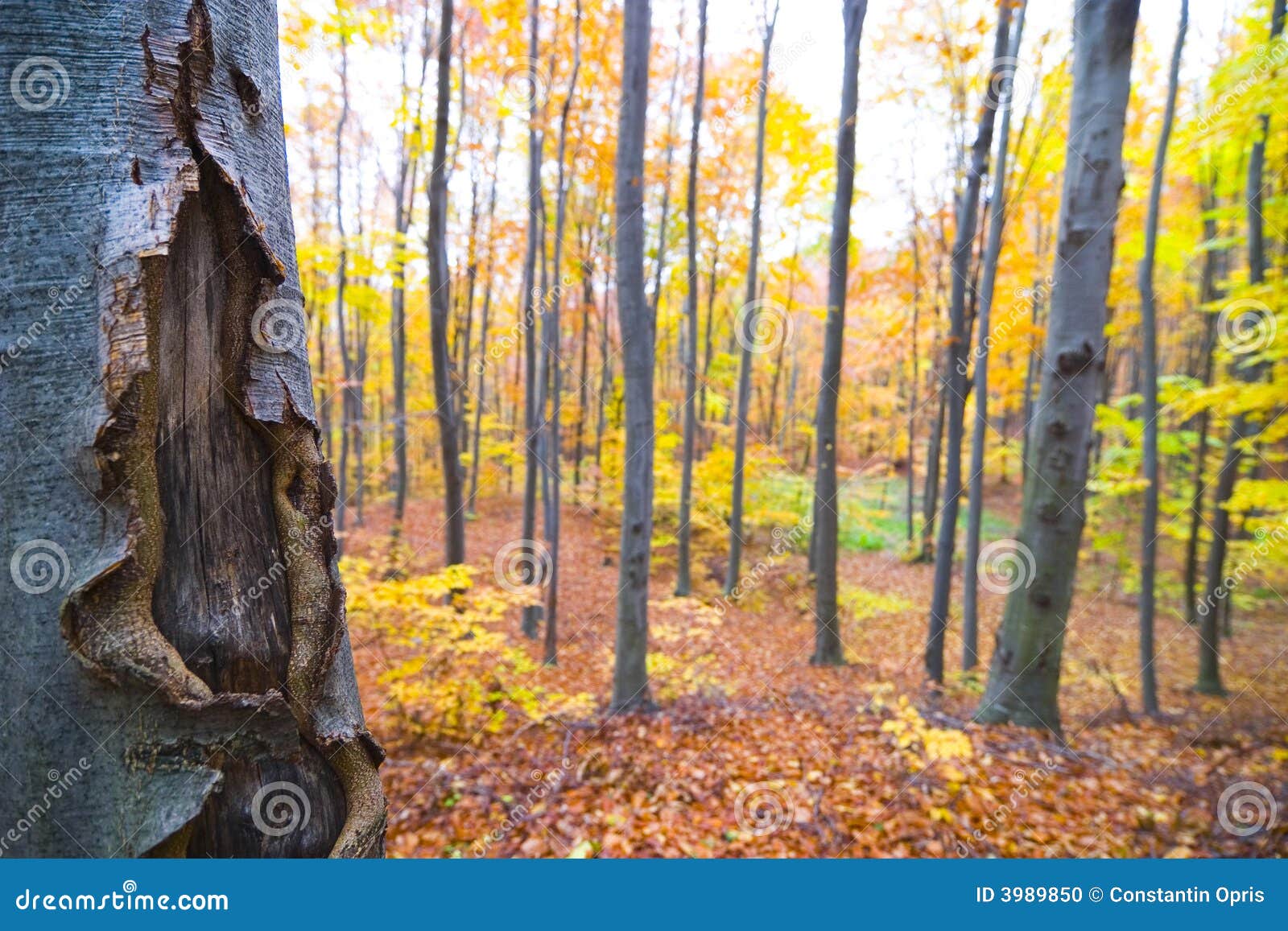Trees in bright forest stock photo. Image of hardwood - 3989850