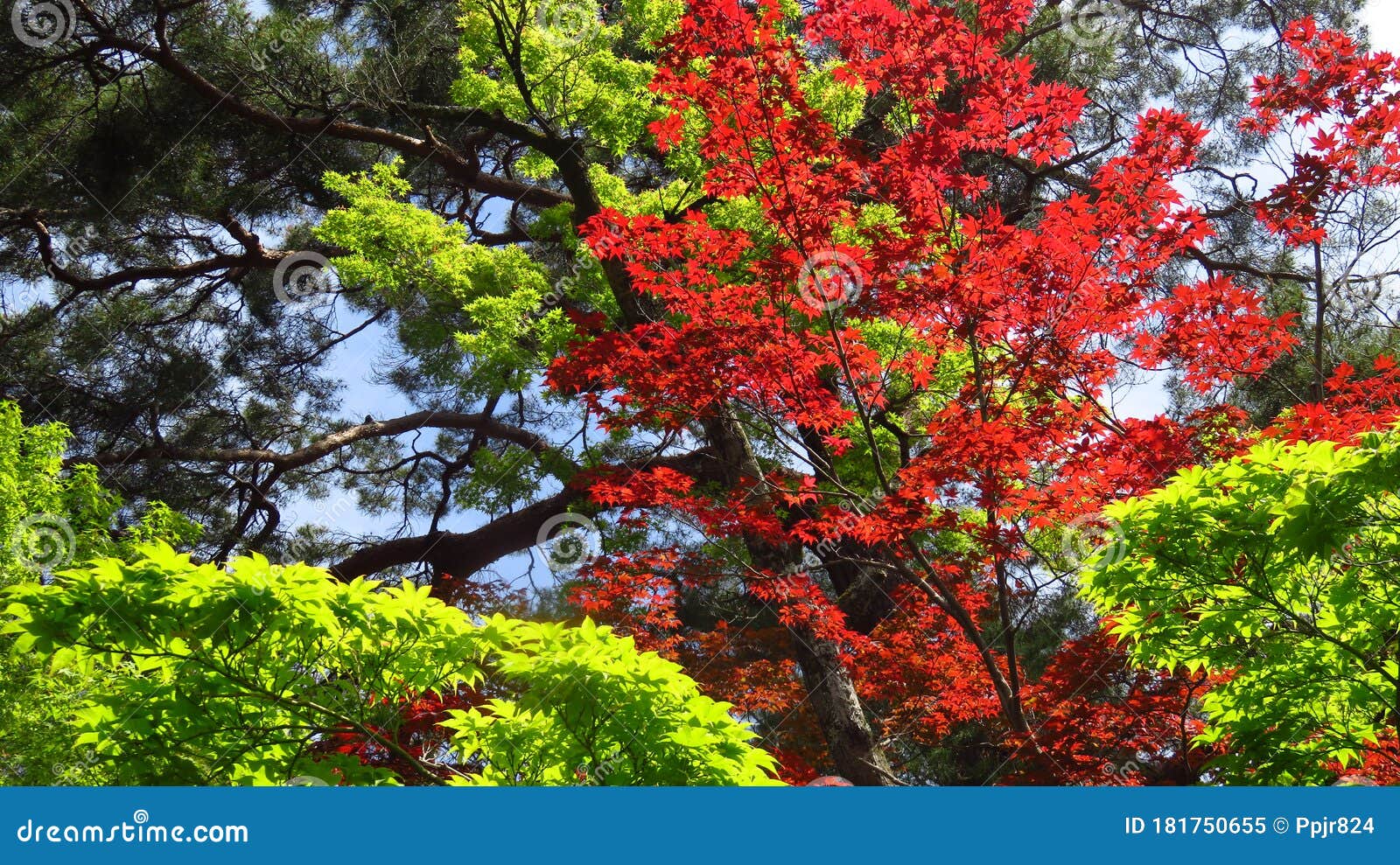 Bright Red and Green Leaf Trees Stock Image - Image of wooden, forest ...