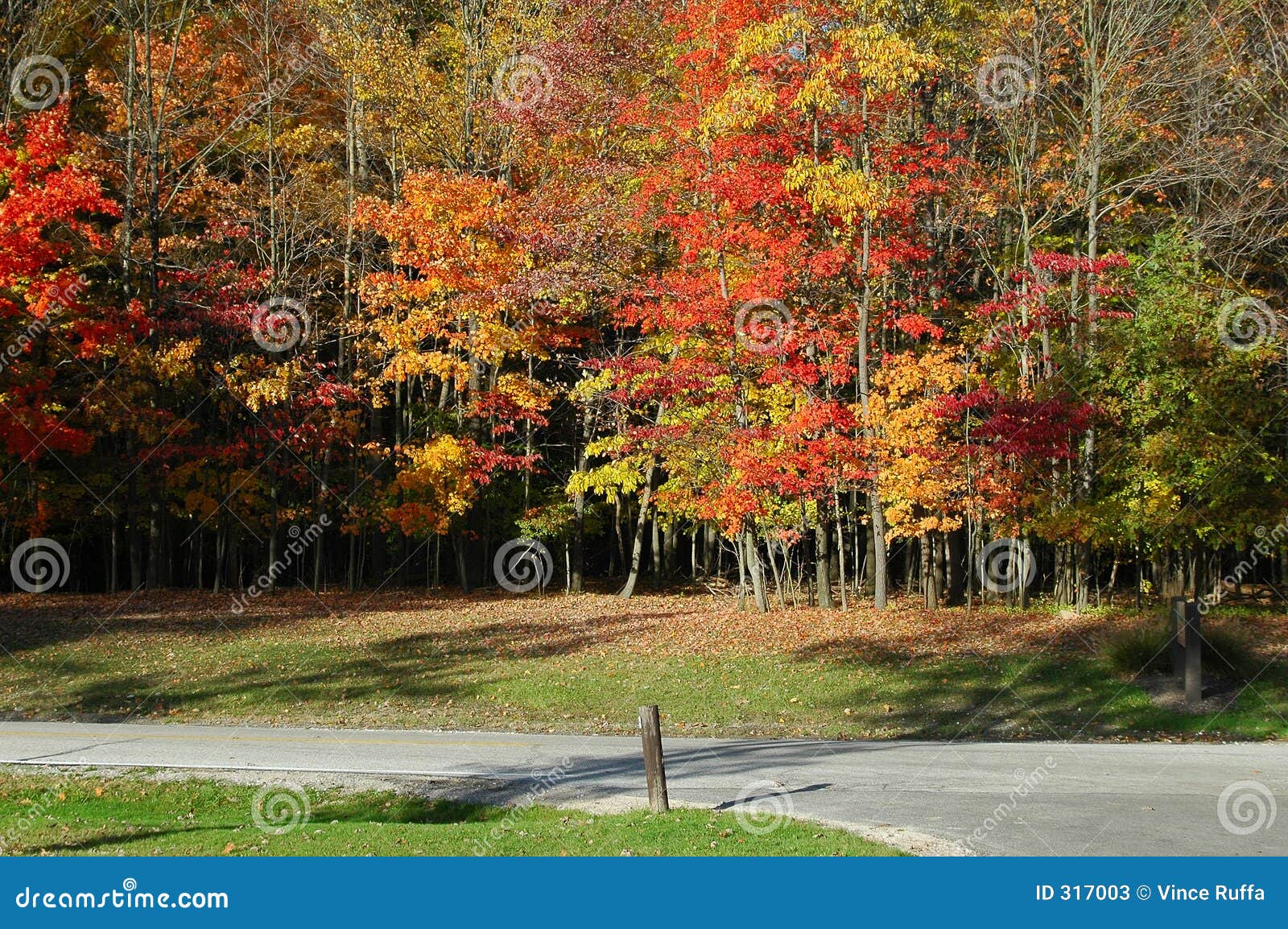 Trees in Brilliant Fall Colors Stock Image - Image of yellow, woods: 317003