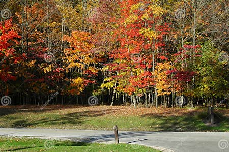 Trees in Brilliant Fall Colors Stock Image - Image of yellow, woods: 317003