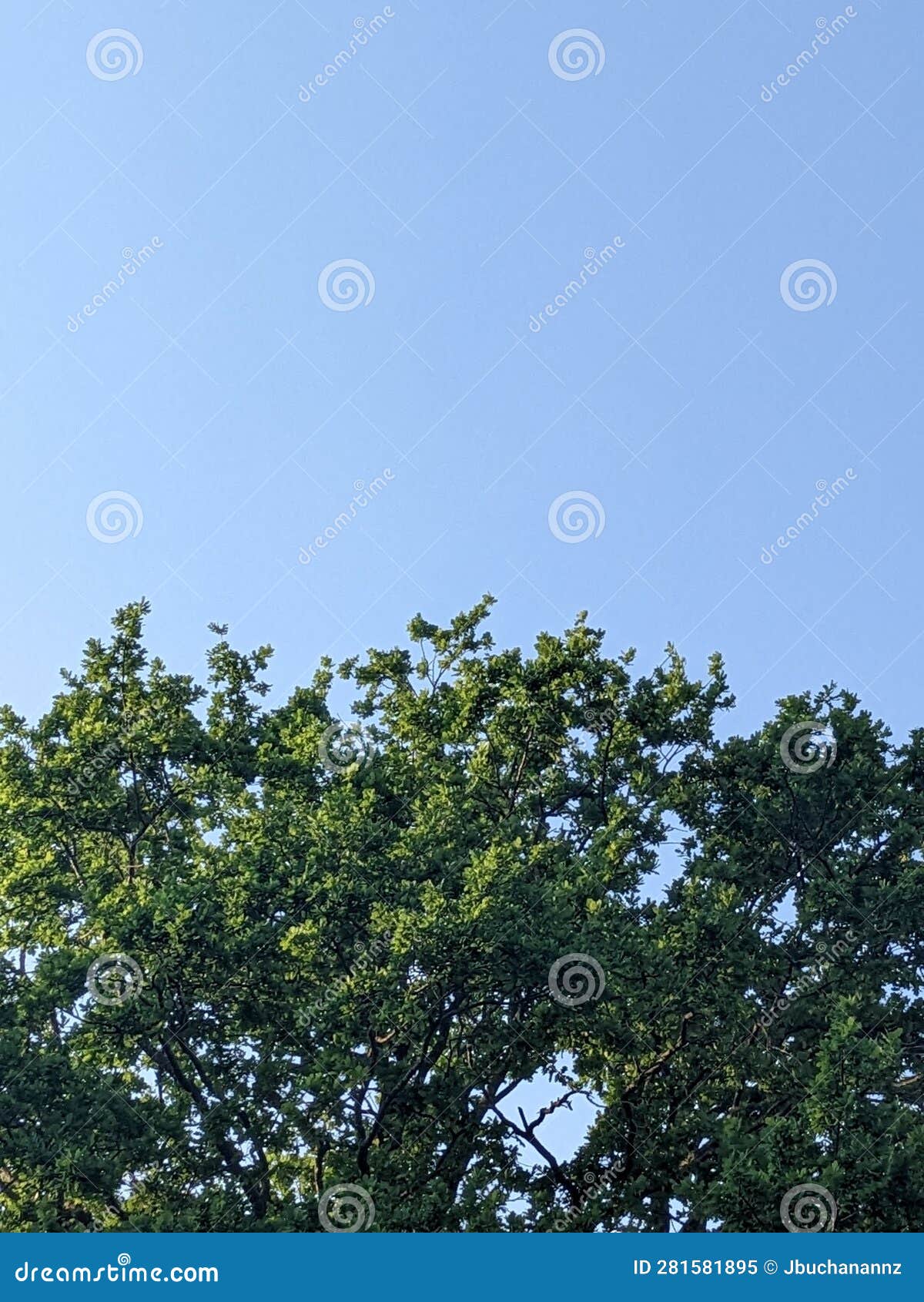 Trees Bristling in the Breeze Stock Image - Image of bristling, summer ...