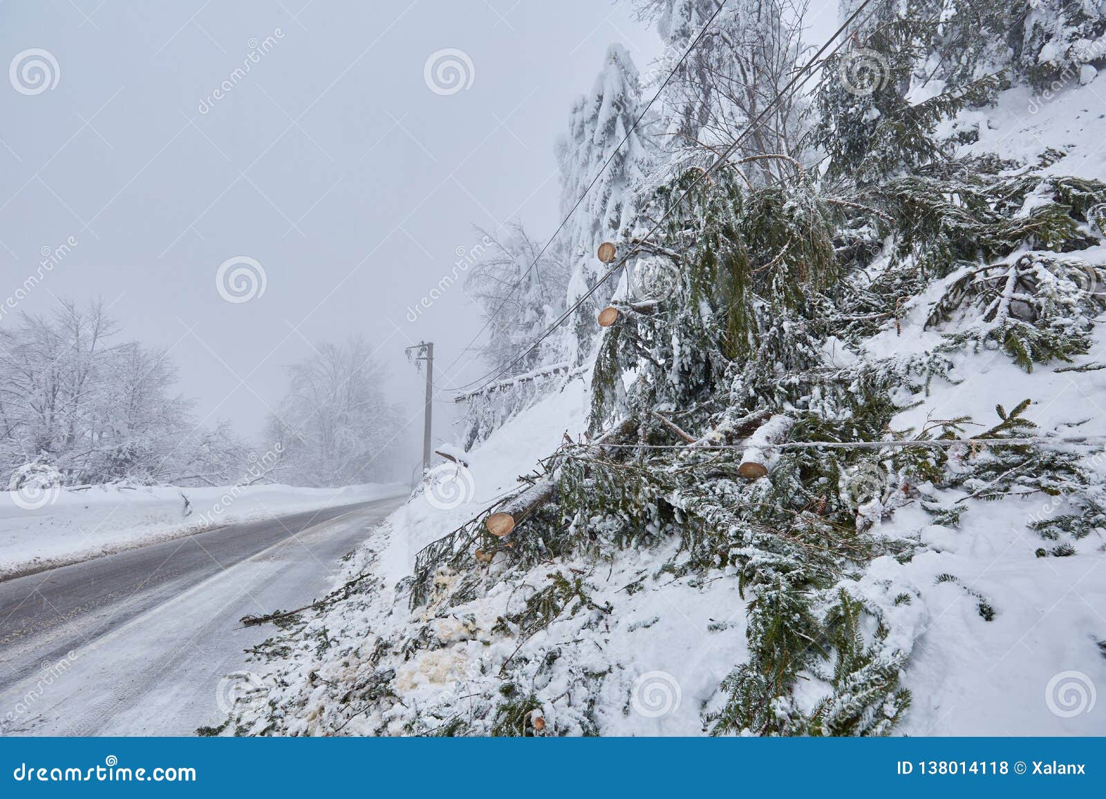 Trees Broken by Snow Avalanche Stock Photo - Image of outdoor, mountain ...