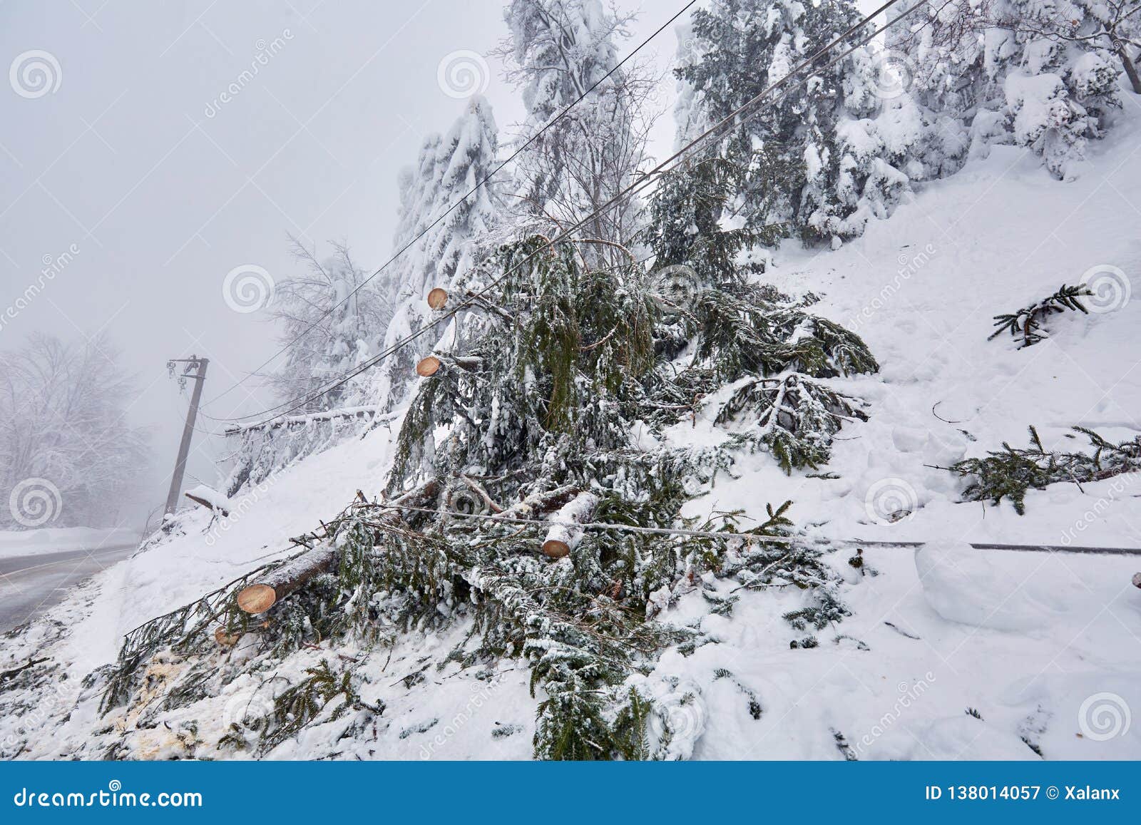 Trees Broken by Snow Avalanche Stock Image - Image of scenery, frost ...