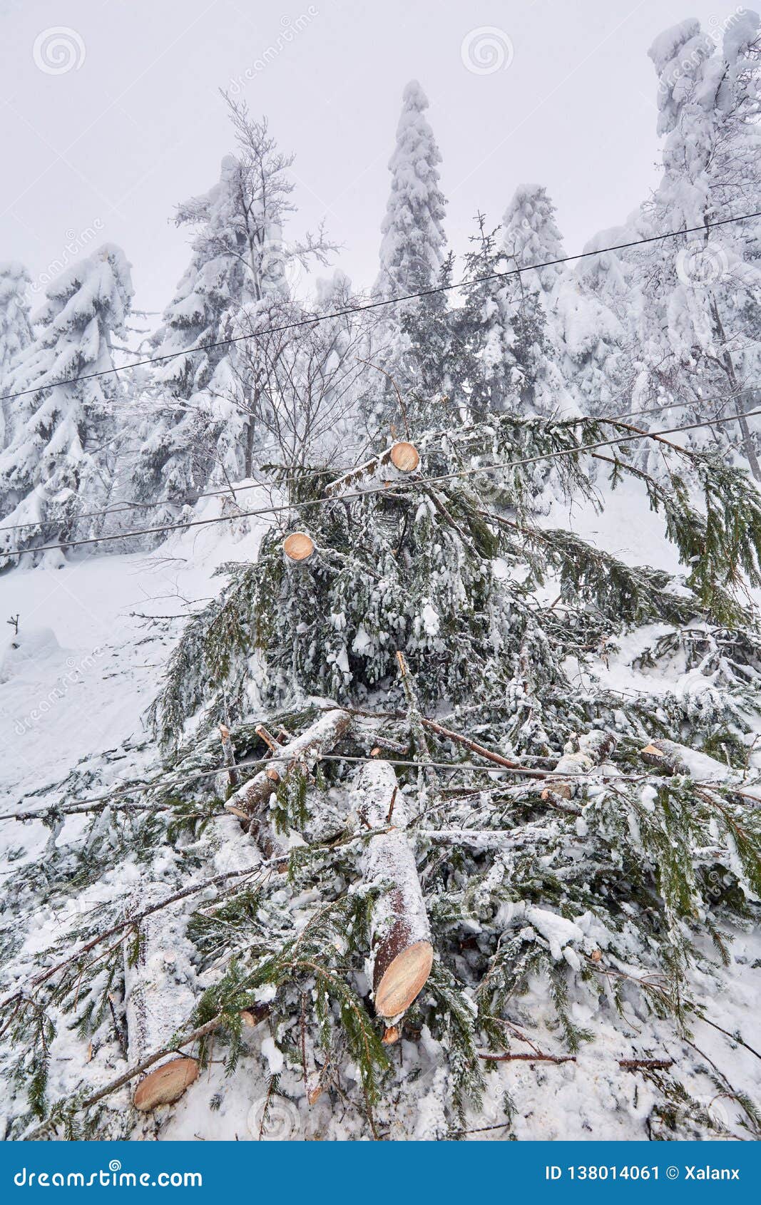 Trees Broken by Snow Avalanche Stock Image - Image of chopped, frost ...