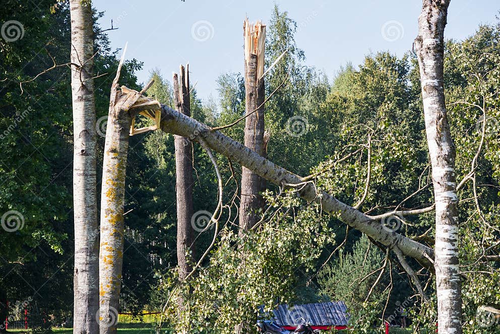 Trees Broken during the Storm, the Effects of the Storm Stock Image ...
