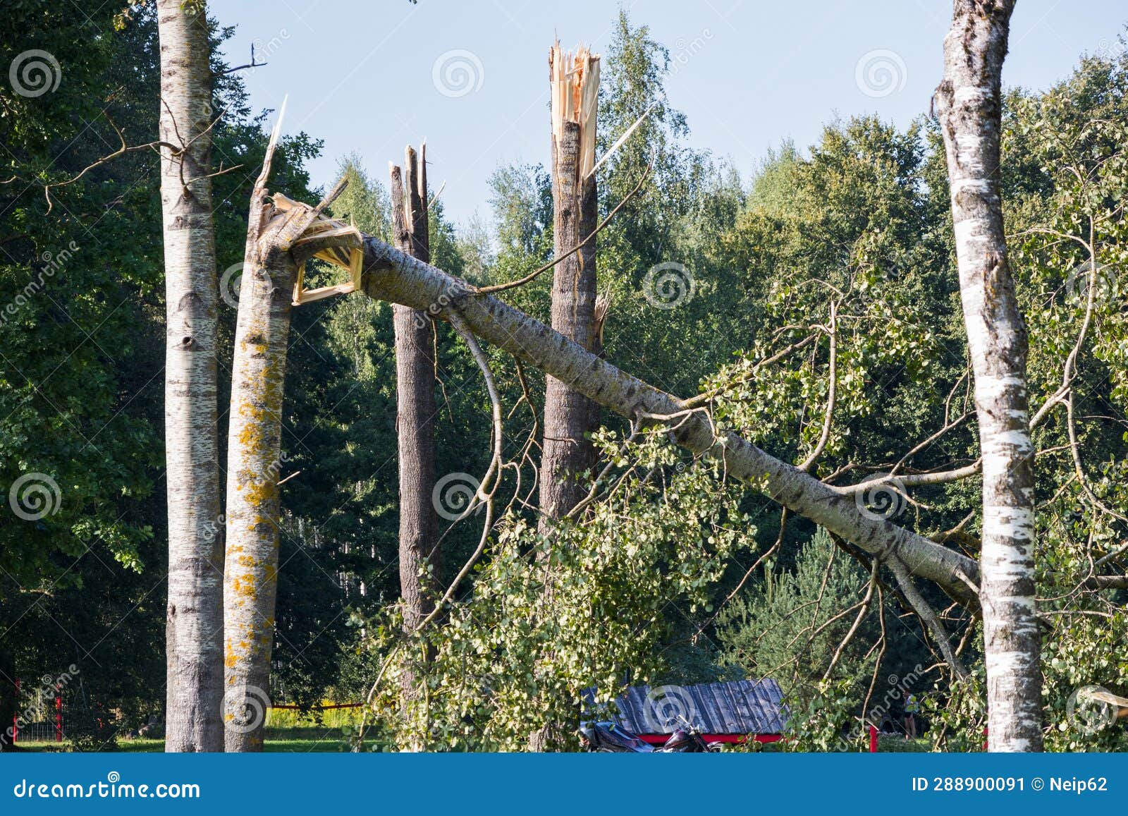 Trees Broken during the Storm, the Effects of the Storm Stock Image ...