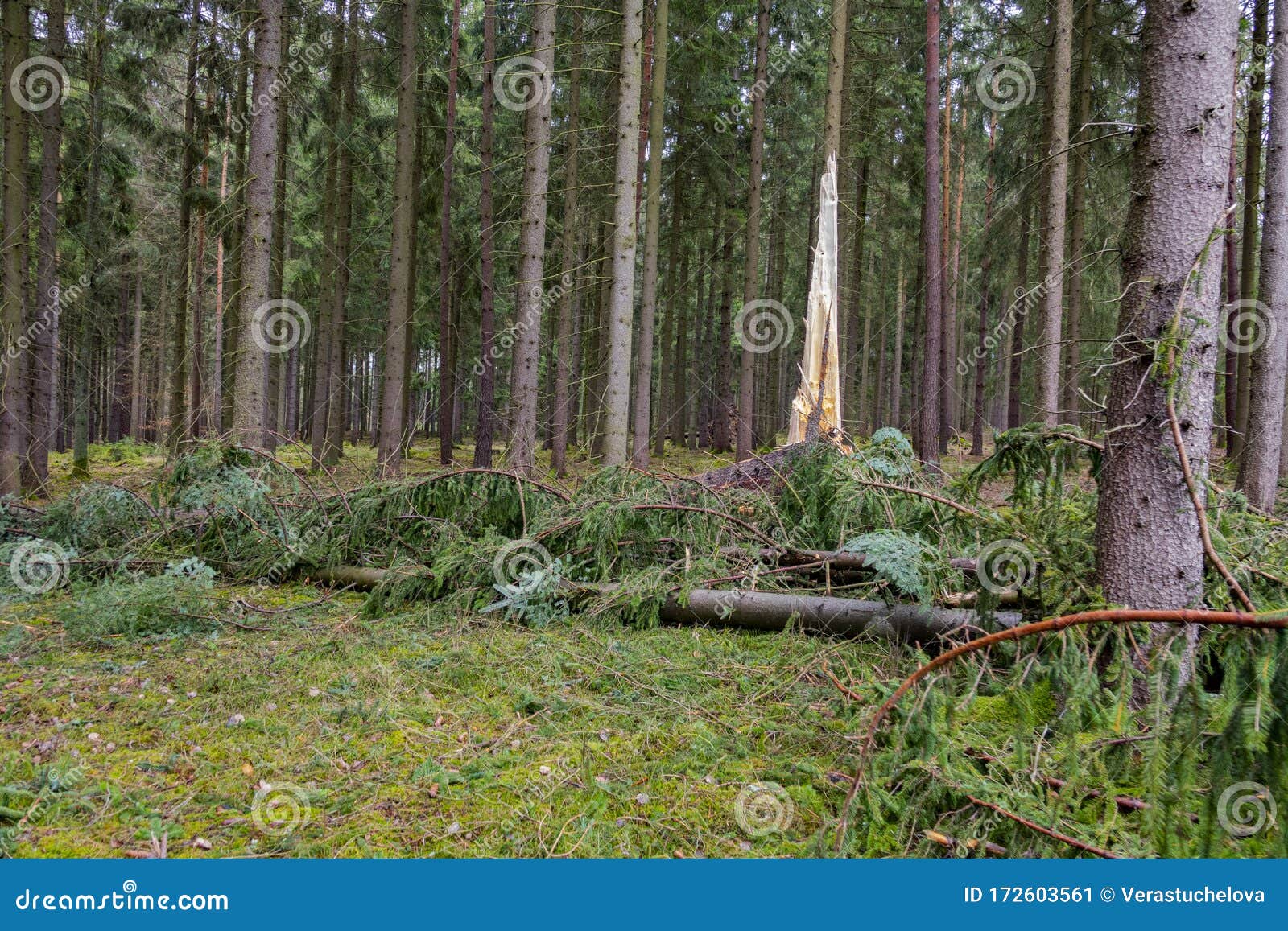 Trees Broken by Storm in the Forest Stock Image - Image of unroot ...