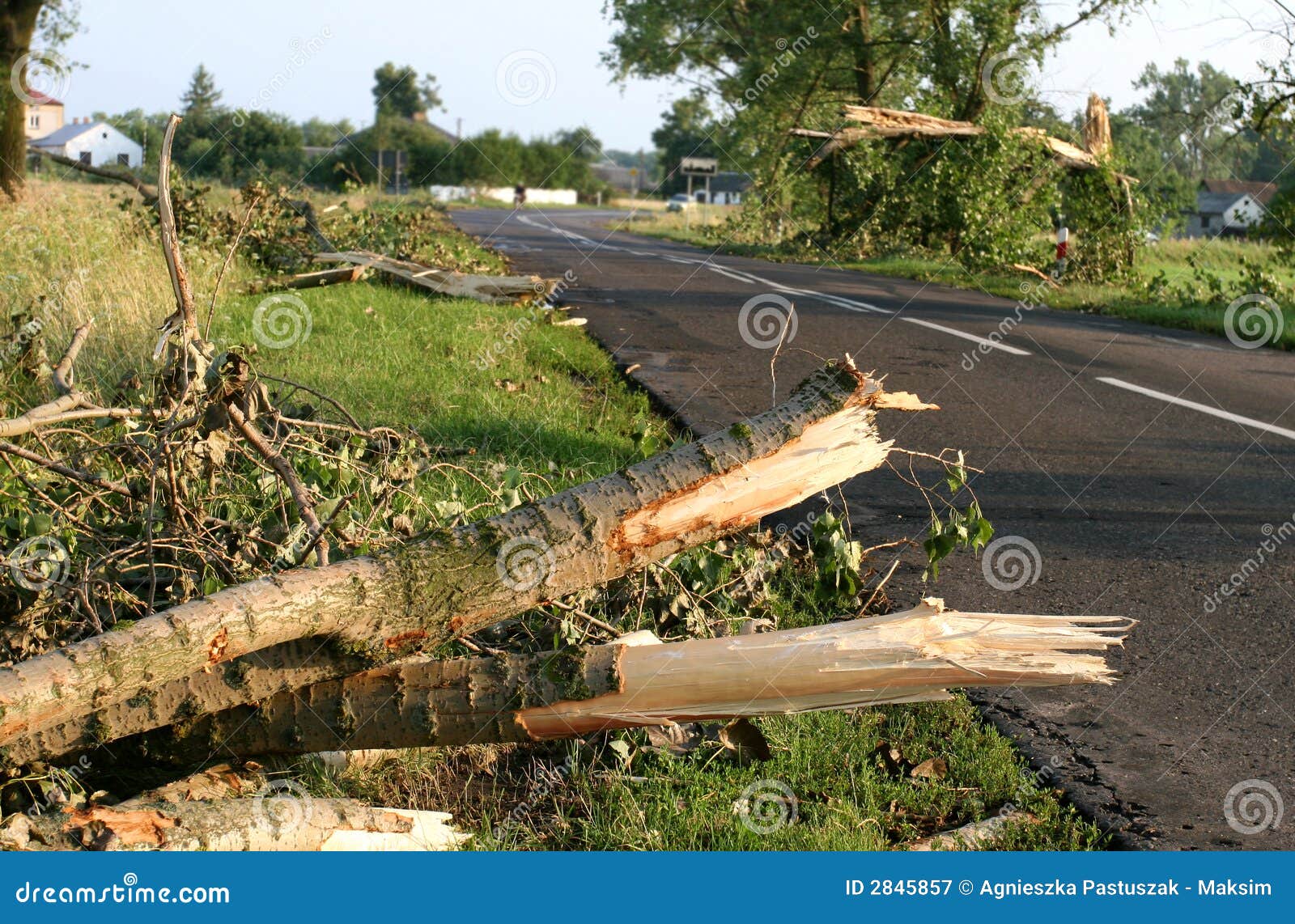 Trees broken up stock image. Image of roots, grass, broken - 2845857