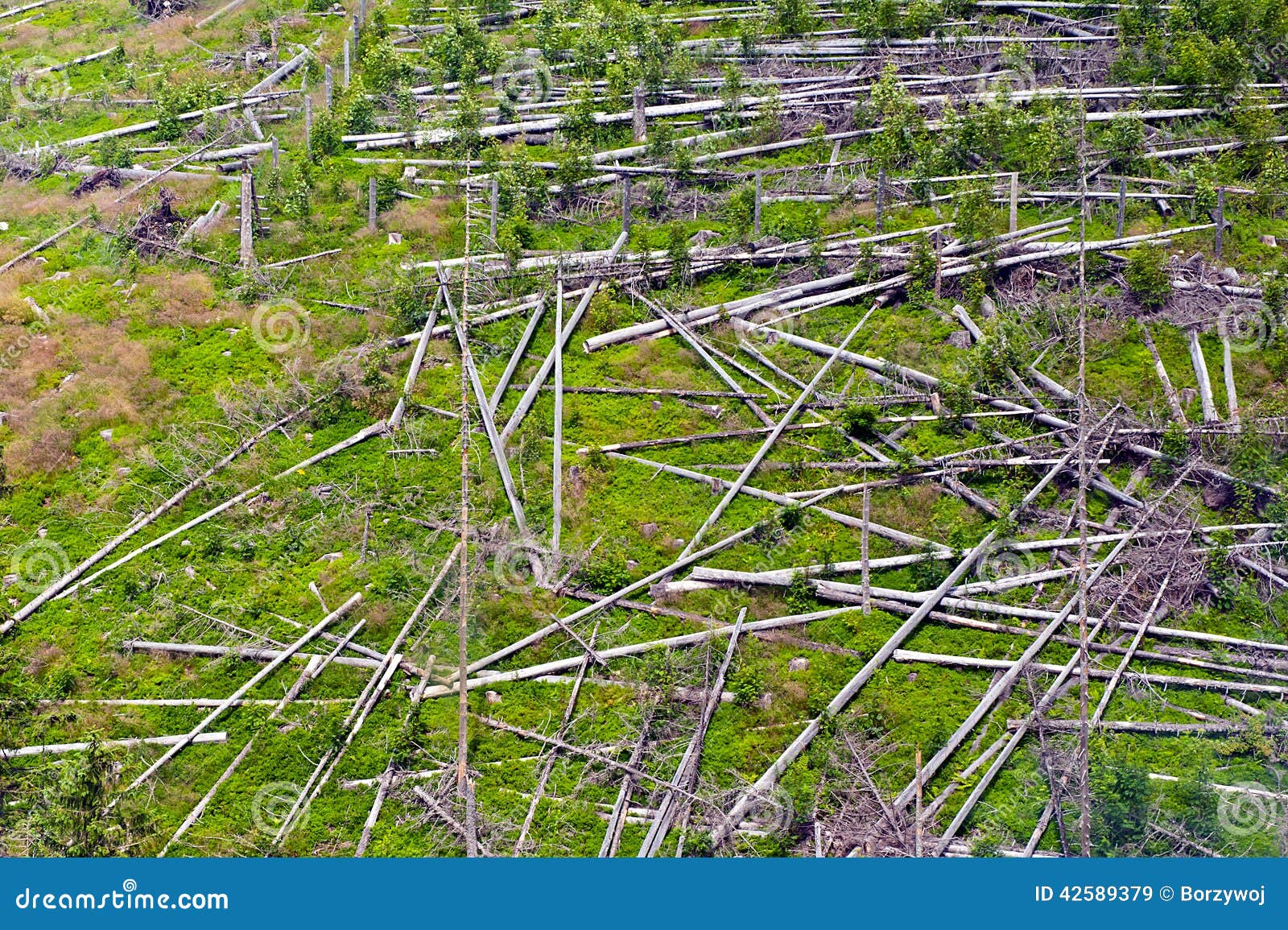 Trees broken by wind stock image. Image of spring, trouble - 42589379