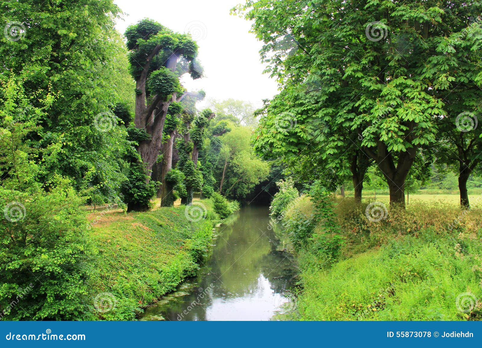 Trees and brook stock photo. Image of flurish, summer - 55873078