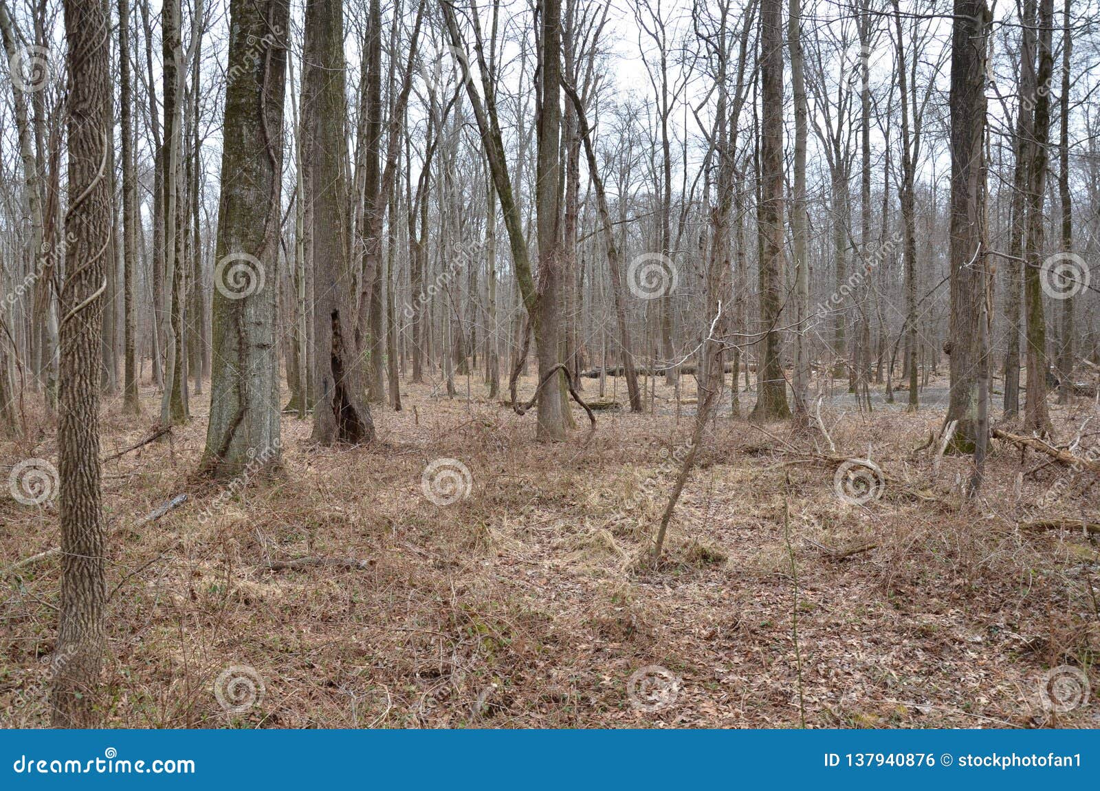 Trees in the Brown Forest or Woods in Winter Stock Photo - Image of ...