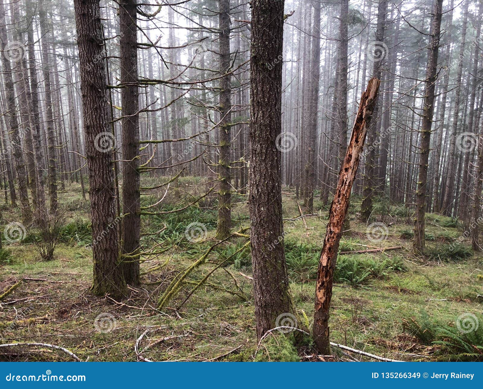 Trees and Brush in Forest Mountain Stock Image - Image of serene, huge ...