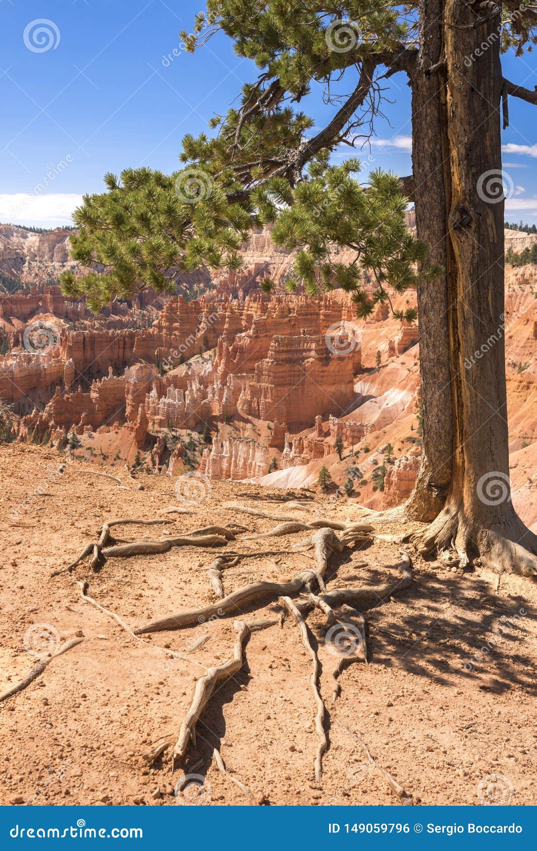 Trees in bryce canyon stock photo. Image of america - 149059796