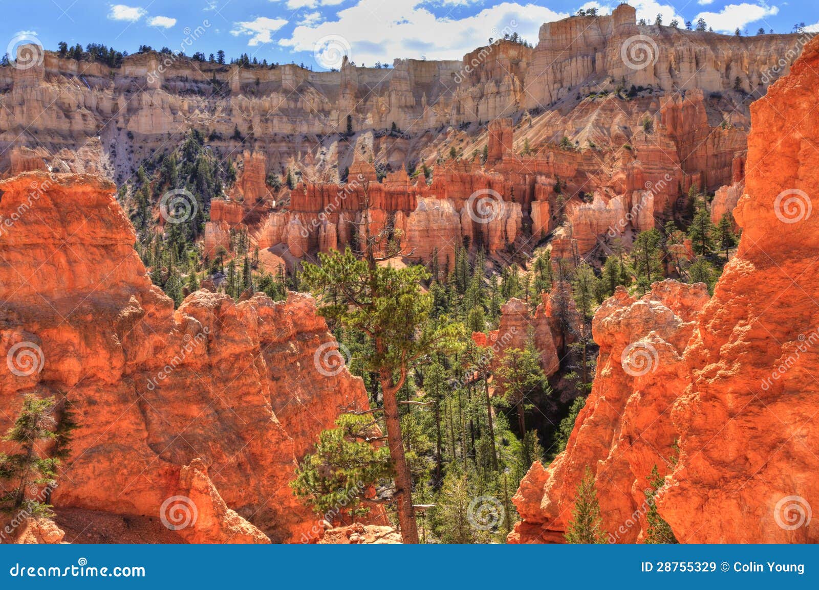 Trees on Bryce Canyon Valley Floor Stock Image - Image of ridgeline ...