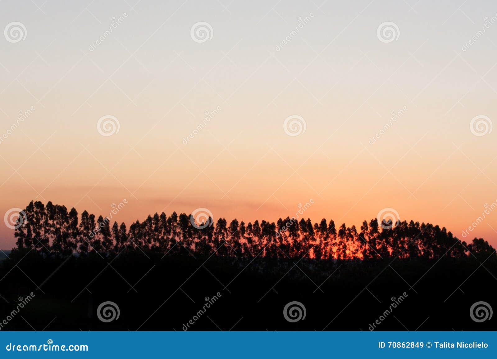 Trees on Bucolic View of Sunset Stock Image - Image of countryside ...