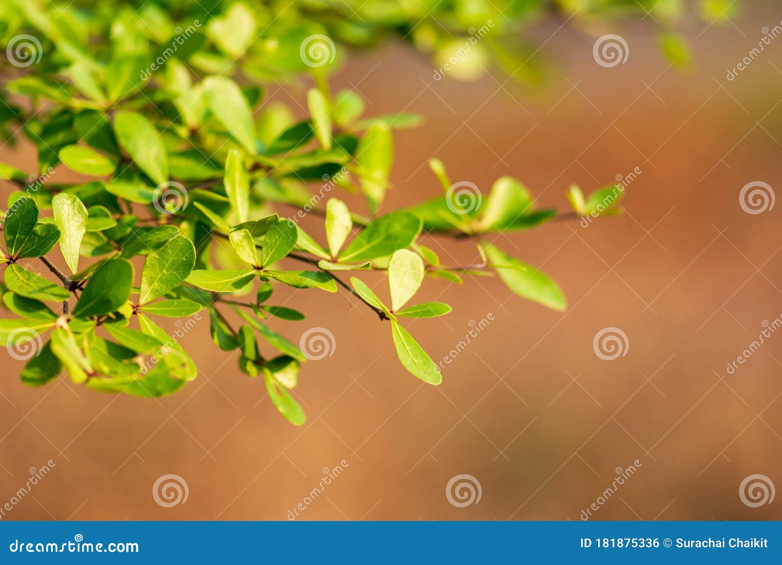 The Trees are Budding Leaves Stock Photo - Image of closeup, freshness ...